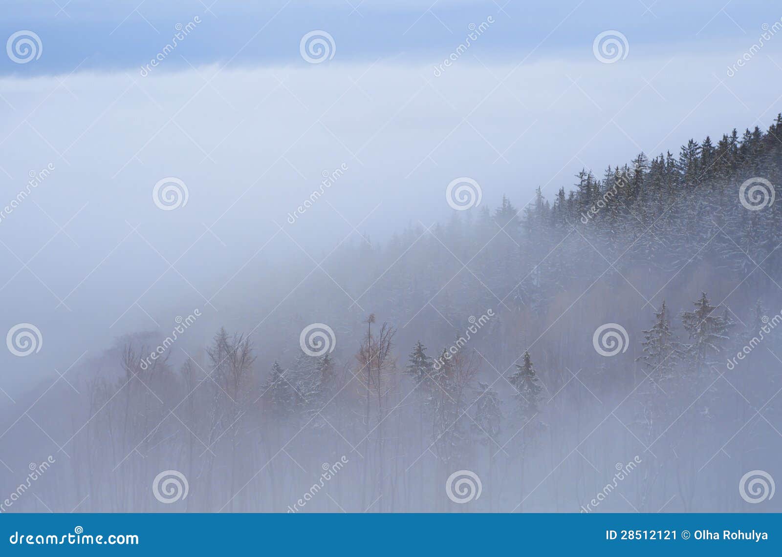 Forest in dense fog stock image. Image of silhouette - 28512121