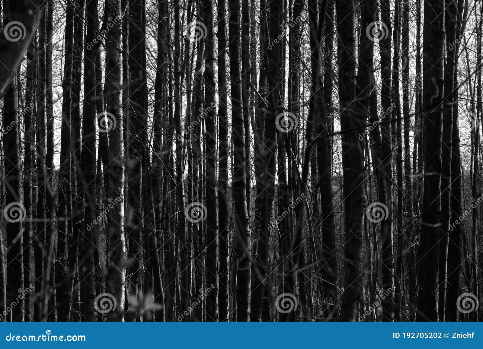 Forest with Dense Growth of Thin Dark Trees, Black and White Stock ...