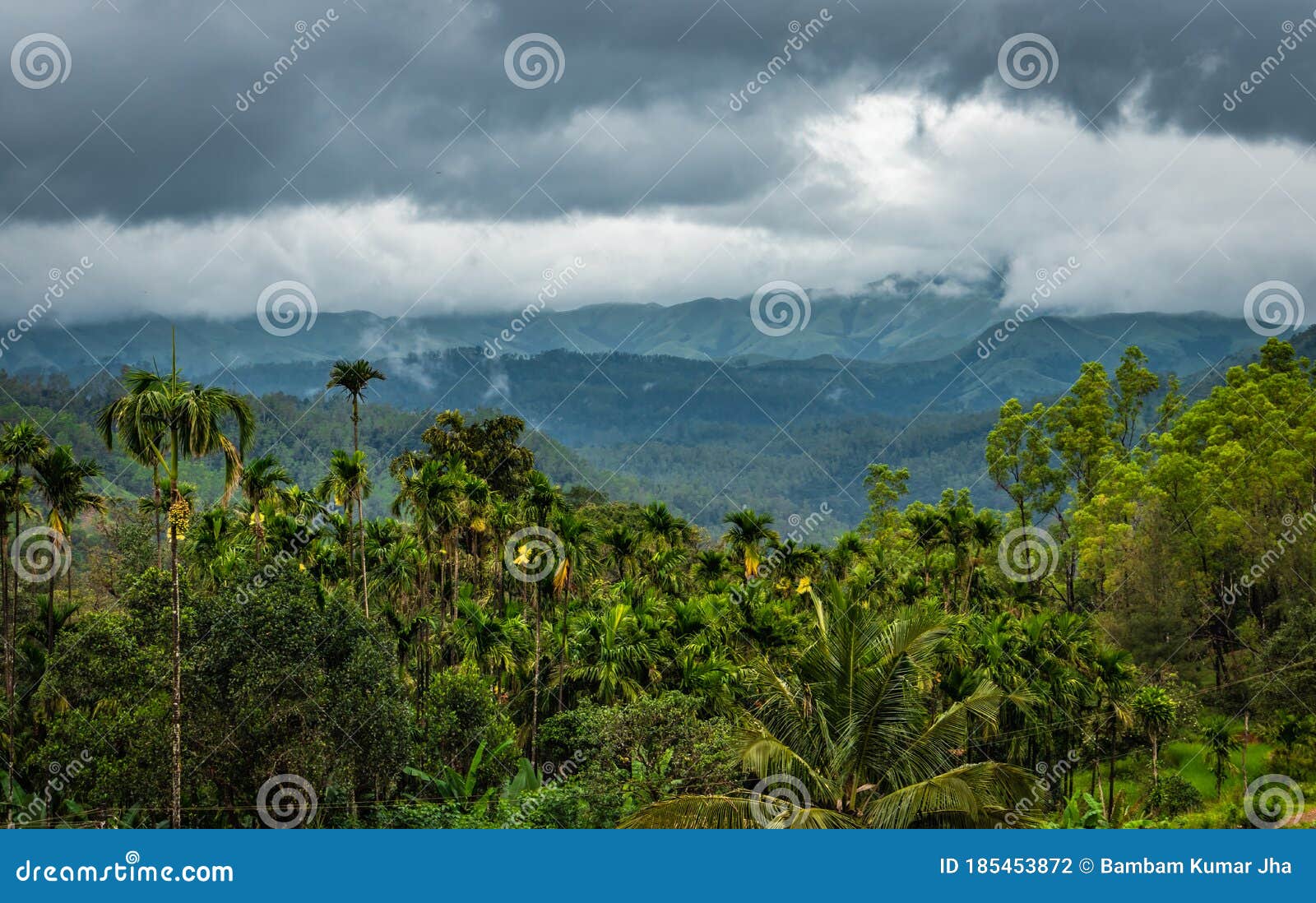 Forest Dense with Mountain Background and Dramatic Cloud Stock Photo ...