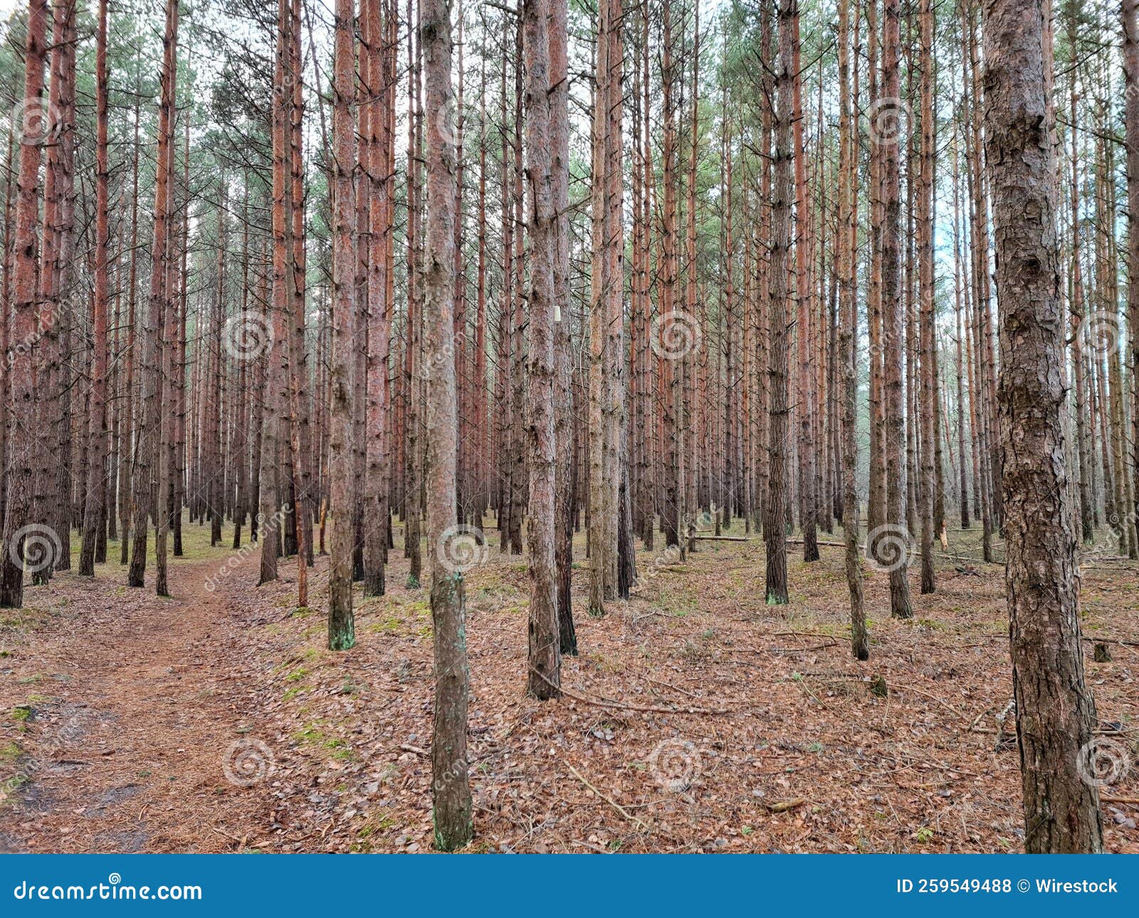 Forest of Dense Pine Trees in Autumn Stock Photo - Image of fall ...