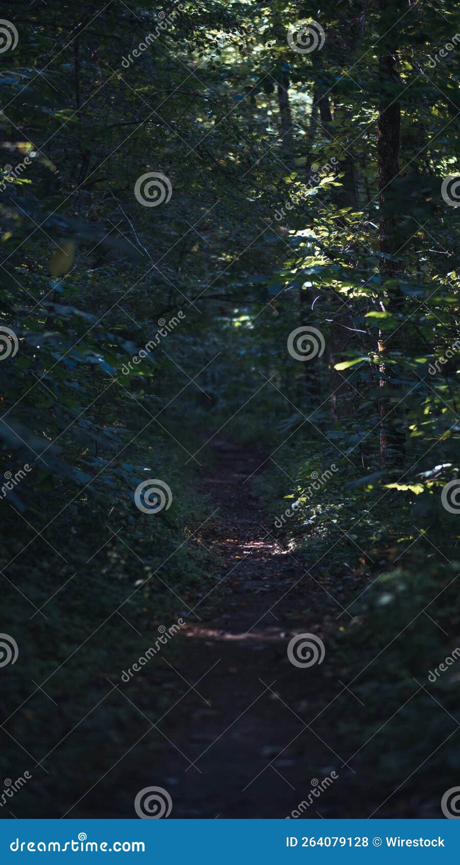 Forest with dense trees stock photo. Image of vegetation - 264079128