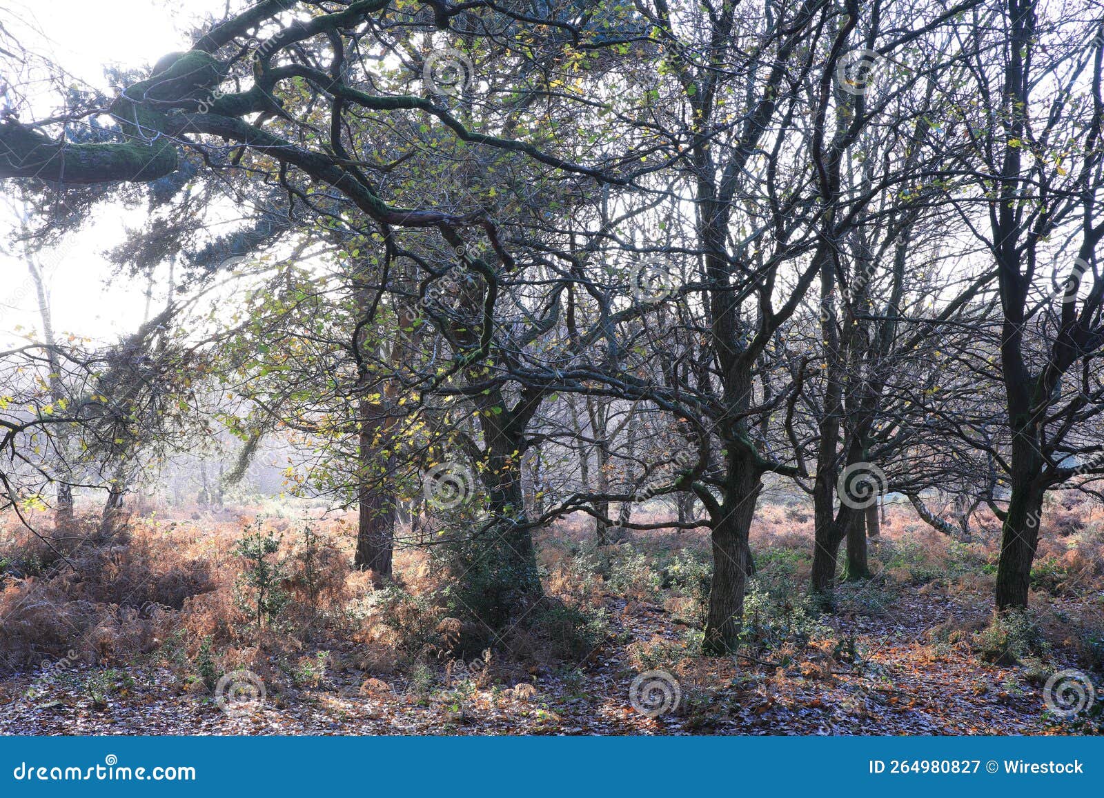 Forest with dense trees stock image. Image of plant - 264980827