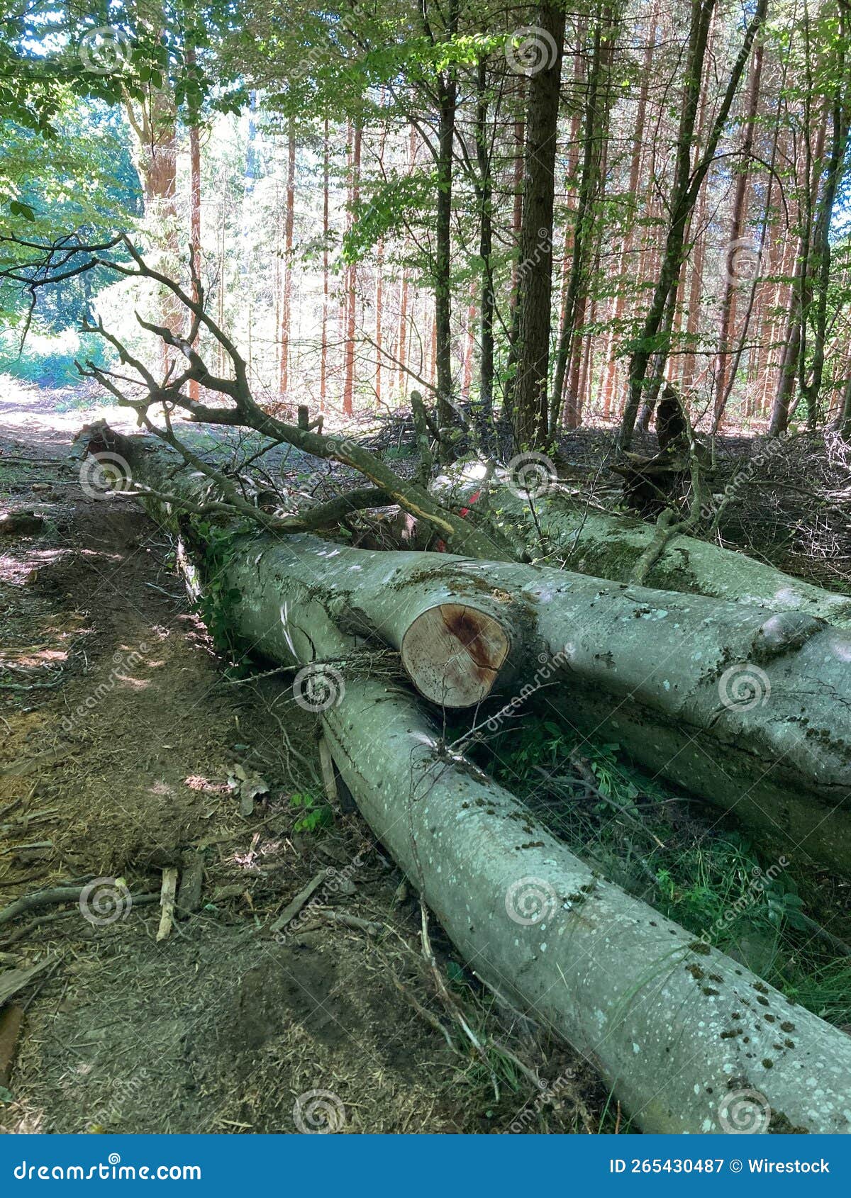 Forest with dense trees stock image. Image of view, leaves - 265430487
