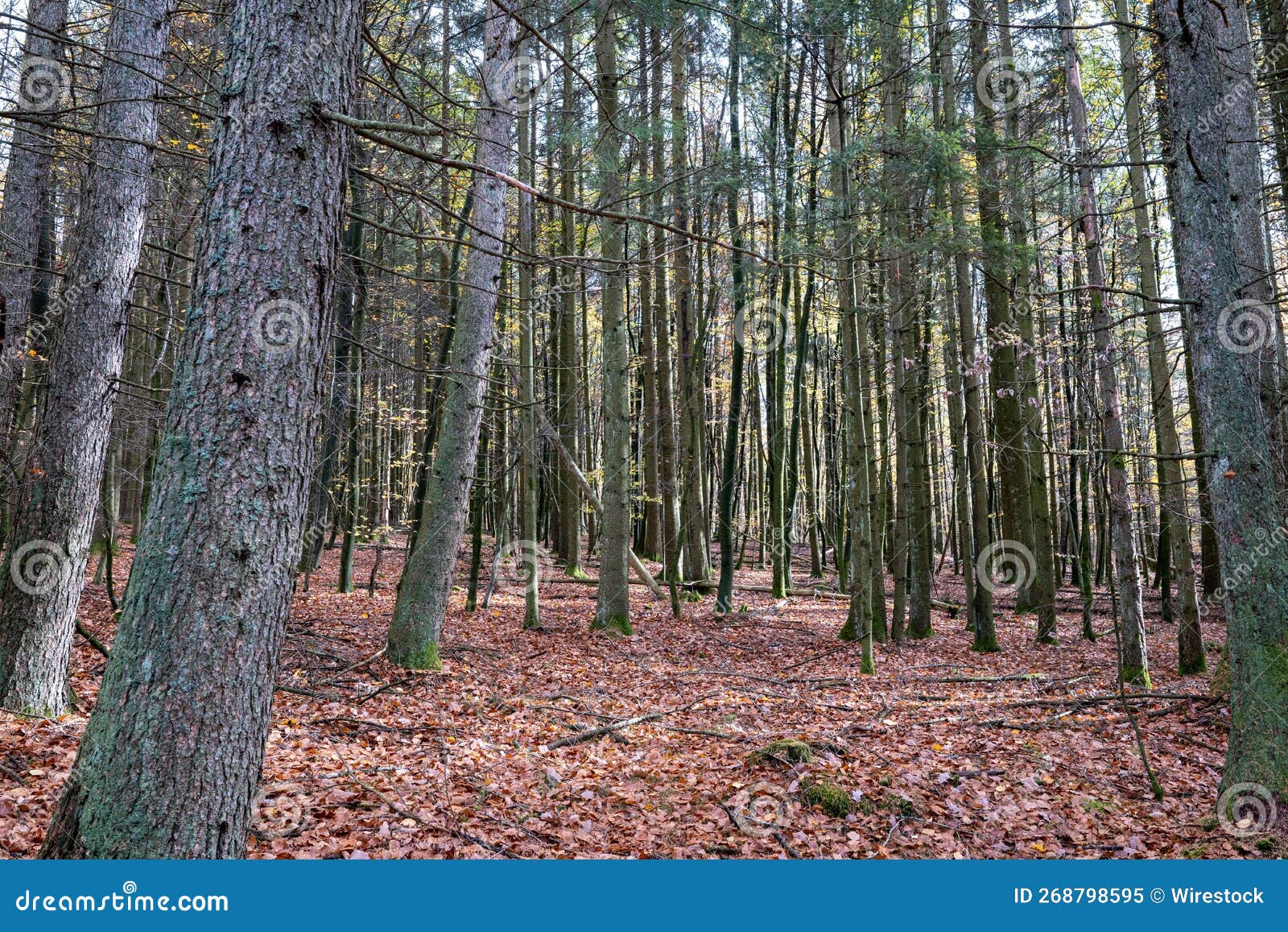 Forest with dense trees stock image. Image of leaves - 268798595