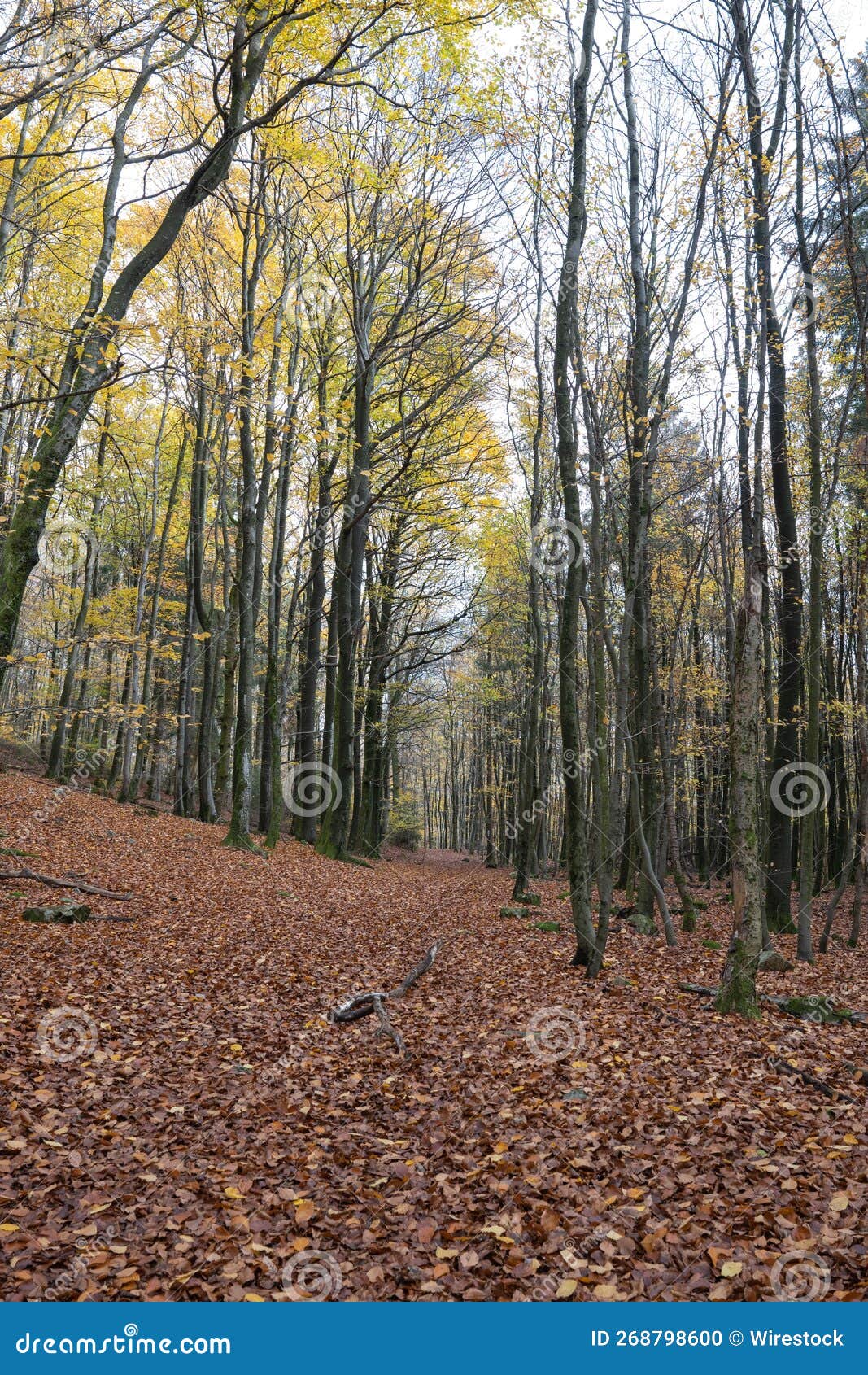 Forest with dense trees stock photo. Image of growth - 268798600