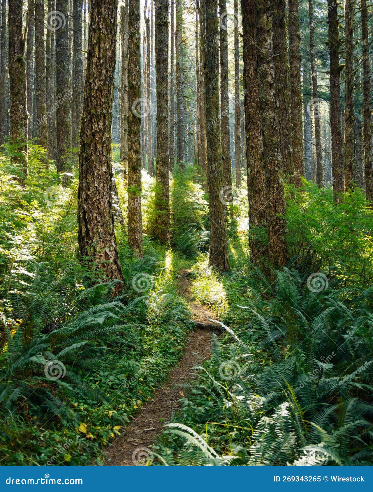Forest with dense trees stock image. Image of outdoors - 269343265