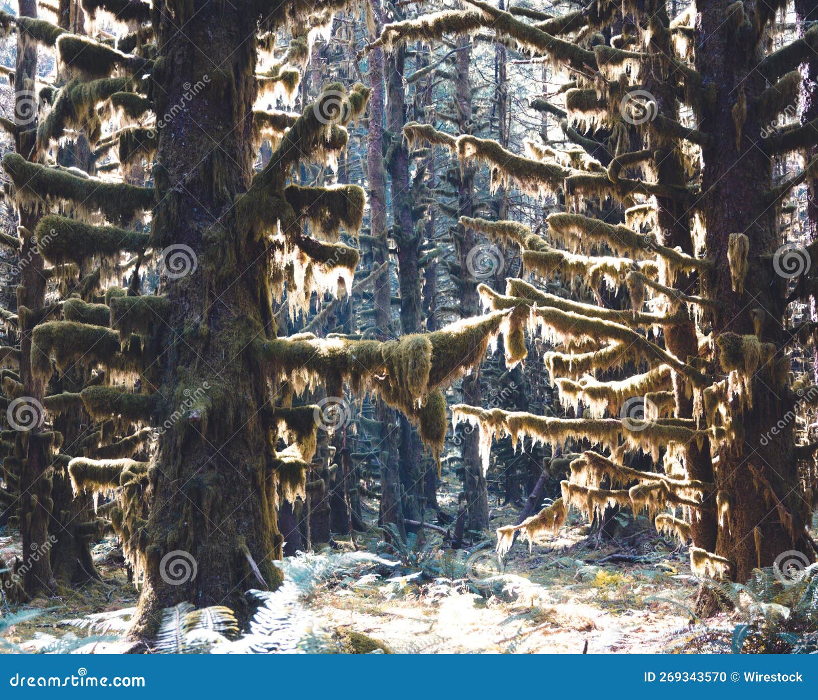 Forest with dense trees stock photo. Image of field - 269343570