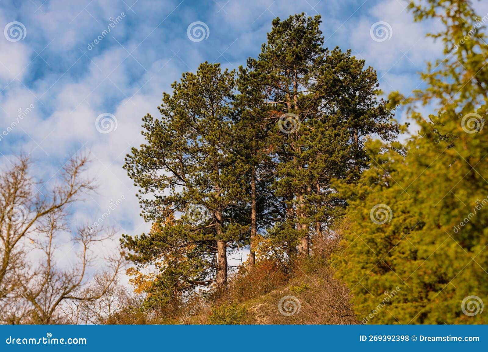 Forest with dense trees stock photo. Image of field - 269392398