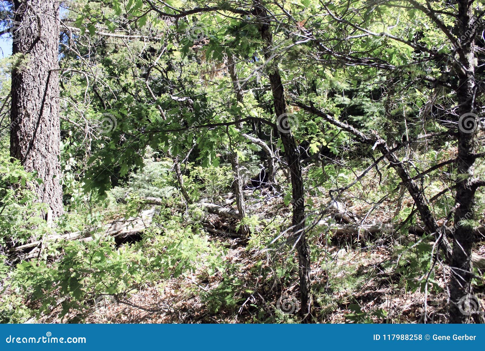 Forest Density stock photo. Image of green, underbrush - 117988258