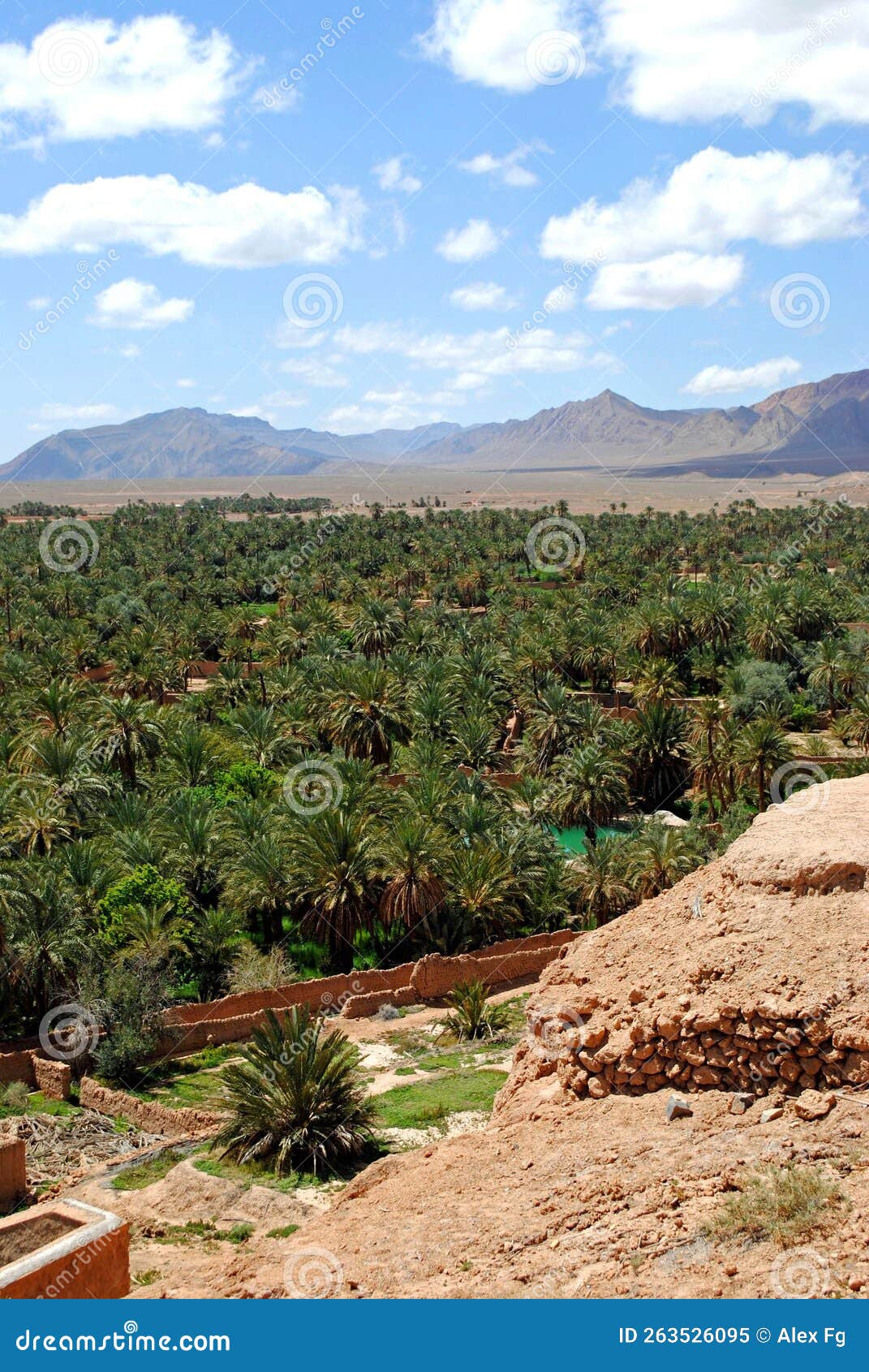 Forest stock image. Image of desert, trail, tree, morroco - 263526095