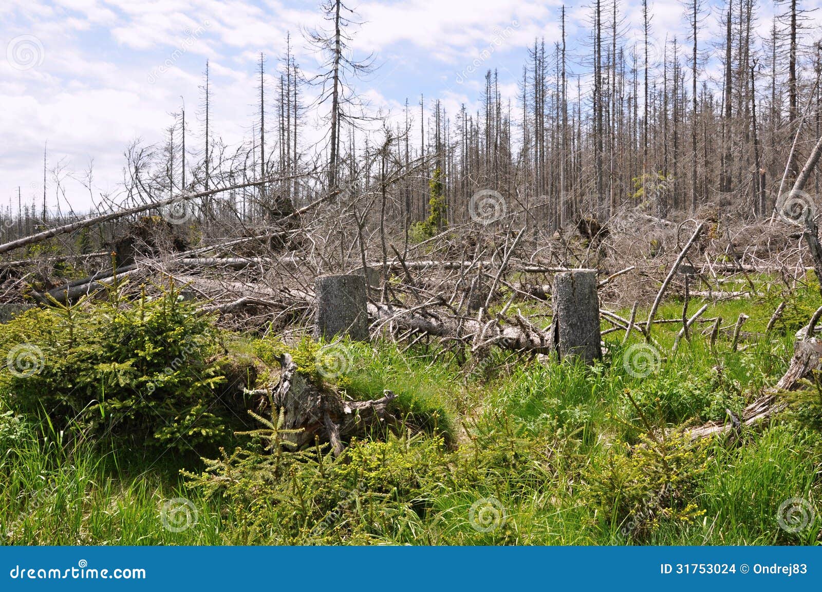 Forest Destroyed by Bark Beetle Stock Photo - Image of green, energy ...