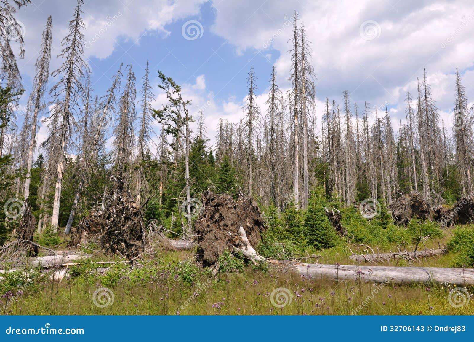 Forest Destroyed by Bark Beetle Stock Image - Image of conservation ...