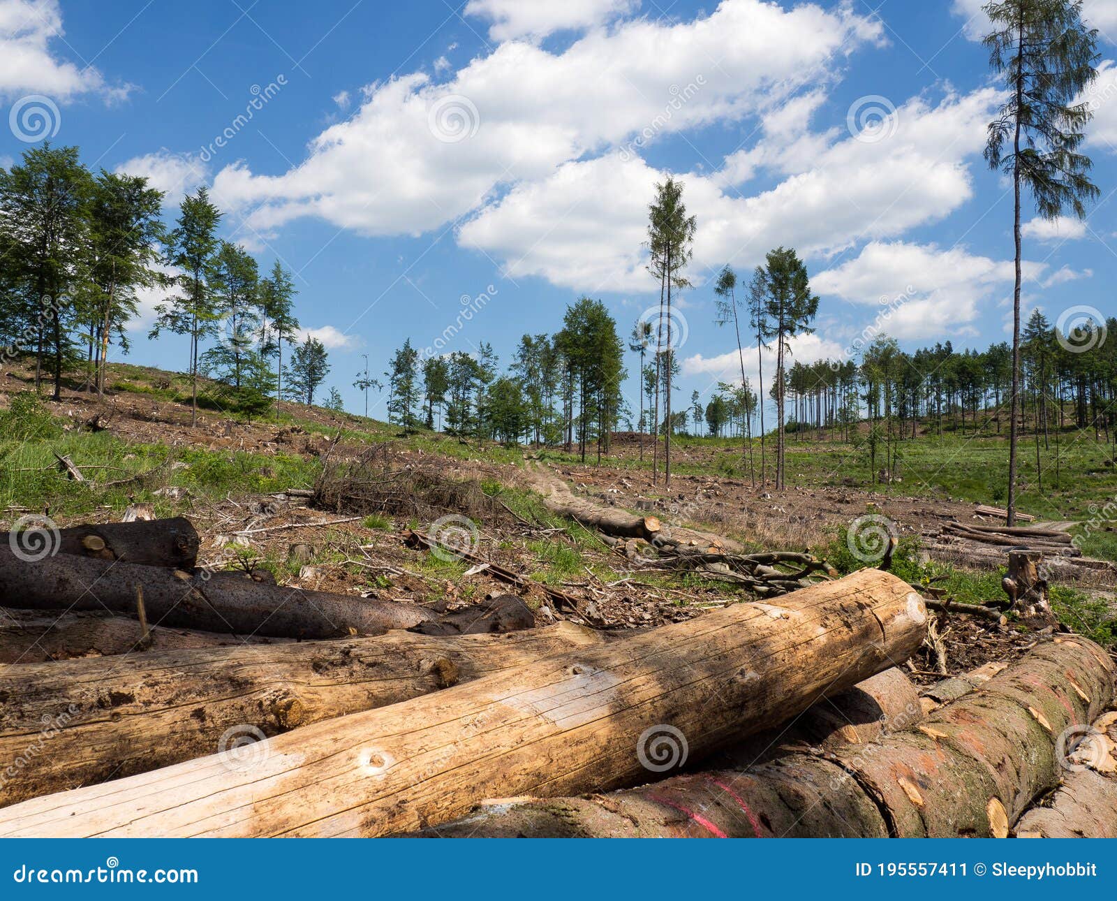Forest Destroyed by Bark Beetle, Felled Trees Stock Image - Image of ...