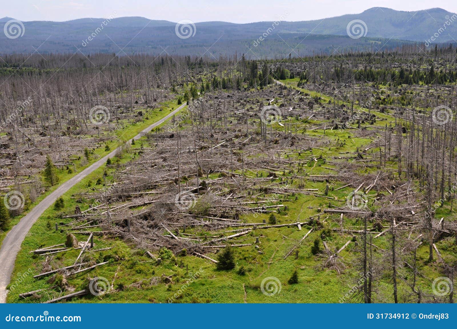 Forest Destroyed by Bark Beetle and Hurricane Stock Photo - Image of ...