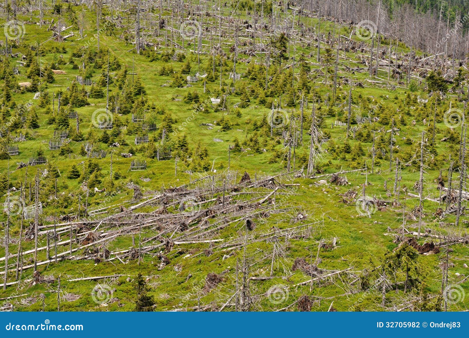 Forest Destroyed by Bark Beetle and Hurricane Stock Photo - Image of ...