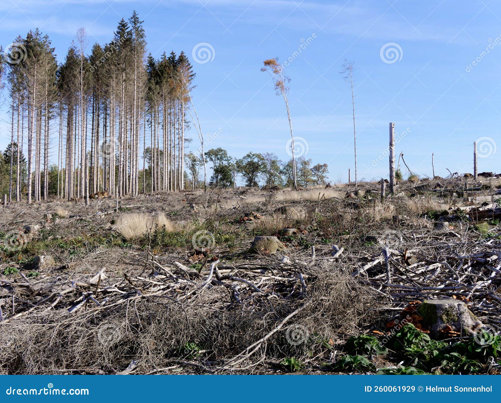 The Forest 2022 Destroyed by Desiccation and Bark Beetle. Stock Image ...