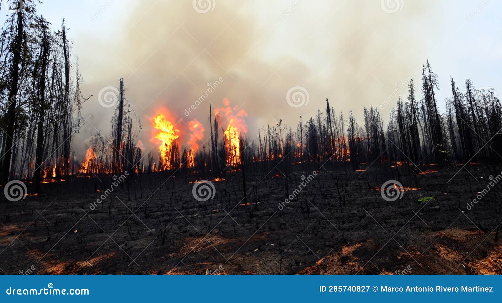 Forest Destroyed by Fire that Burned Everything Stock Illustration ...
