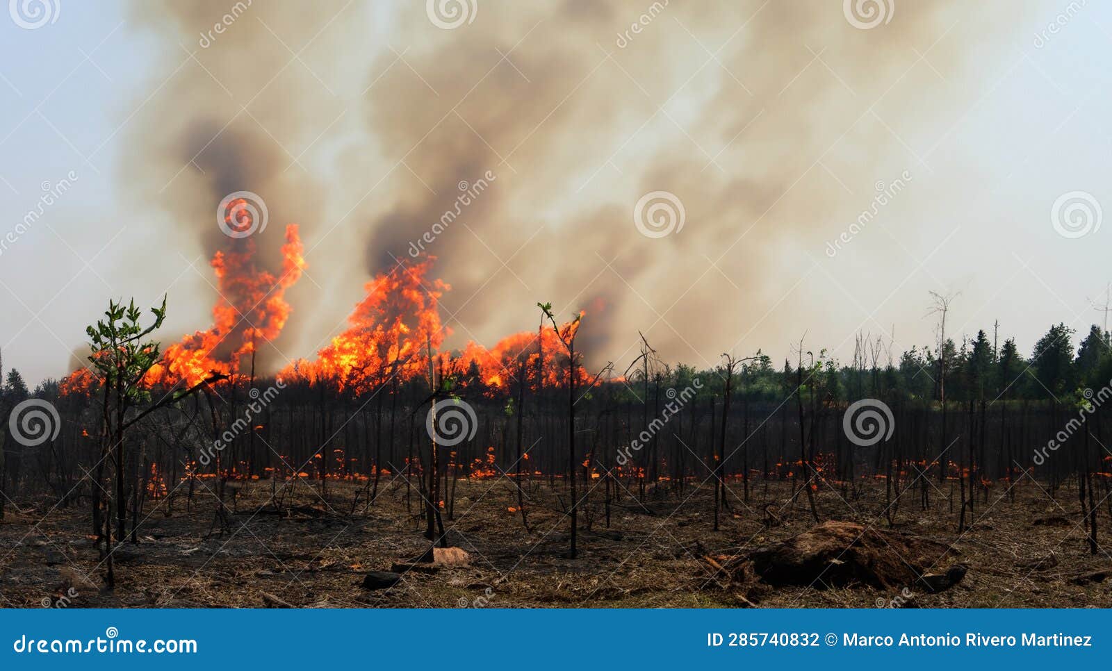 Forest Destroyed by Fire that Burned Everything in High Resolution ...