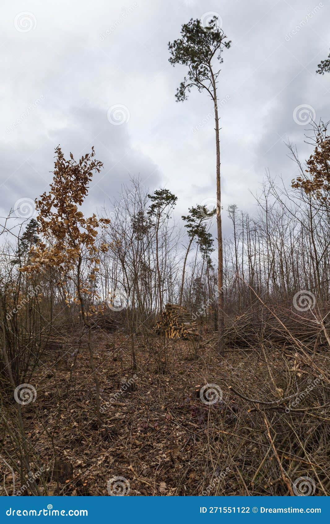 Forest Destroyed by Insects. Felling Trees and Clearing the Field Stock ...