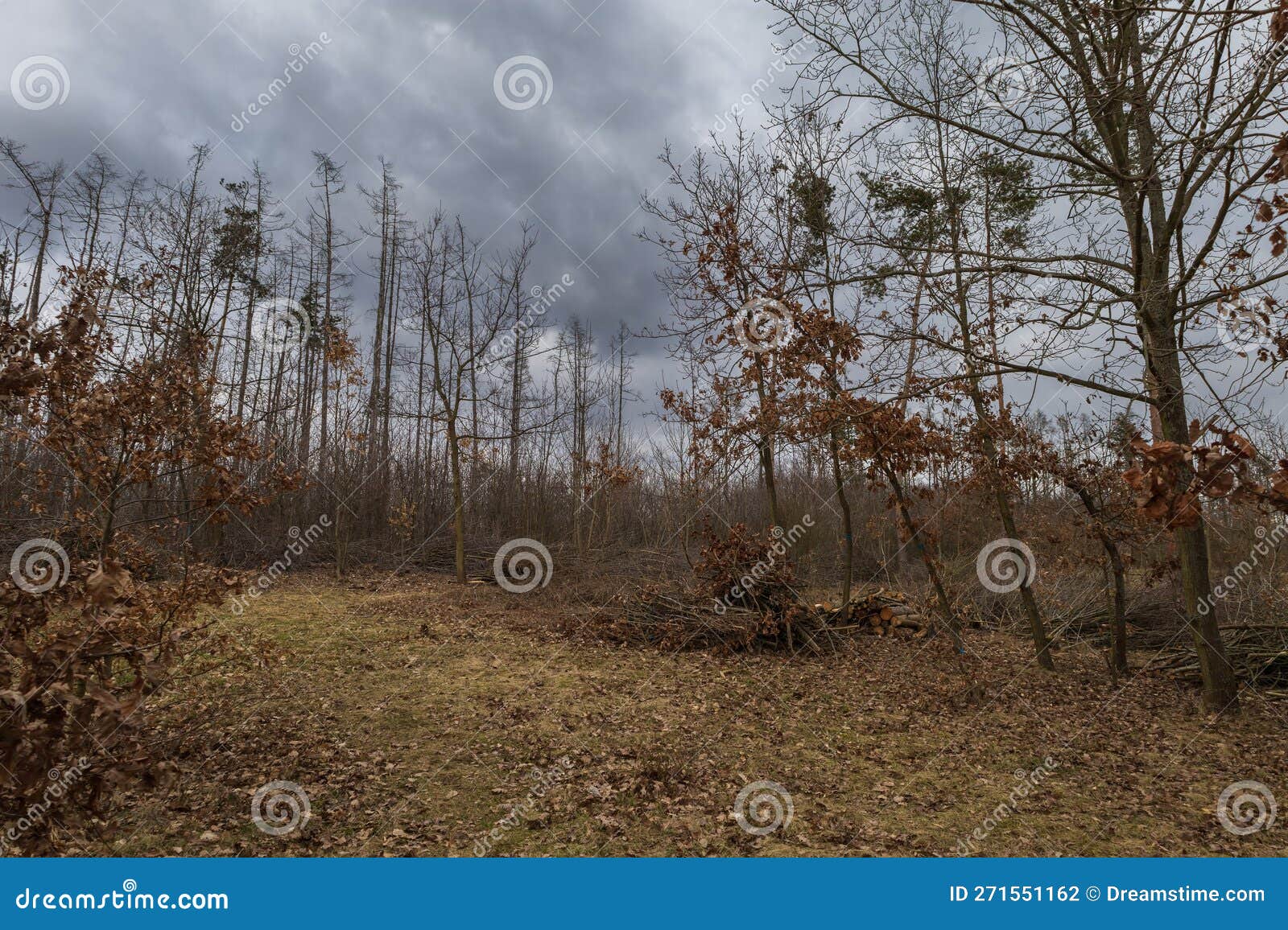 Forest Destroyed by Insects. Felling Trees and Clearing the Field Stock ...