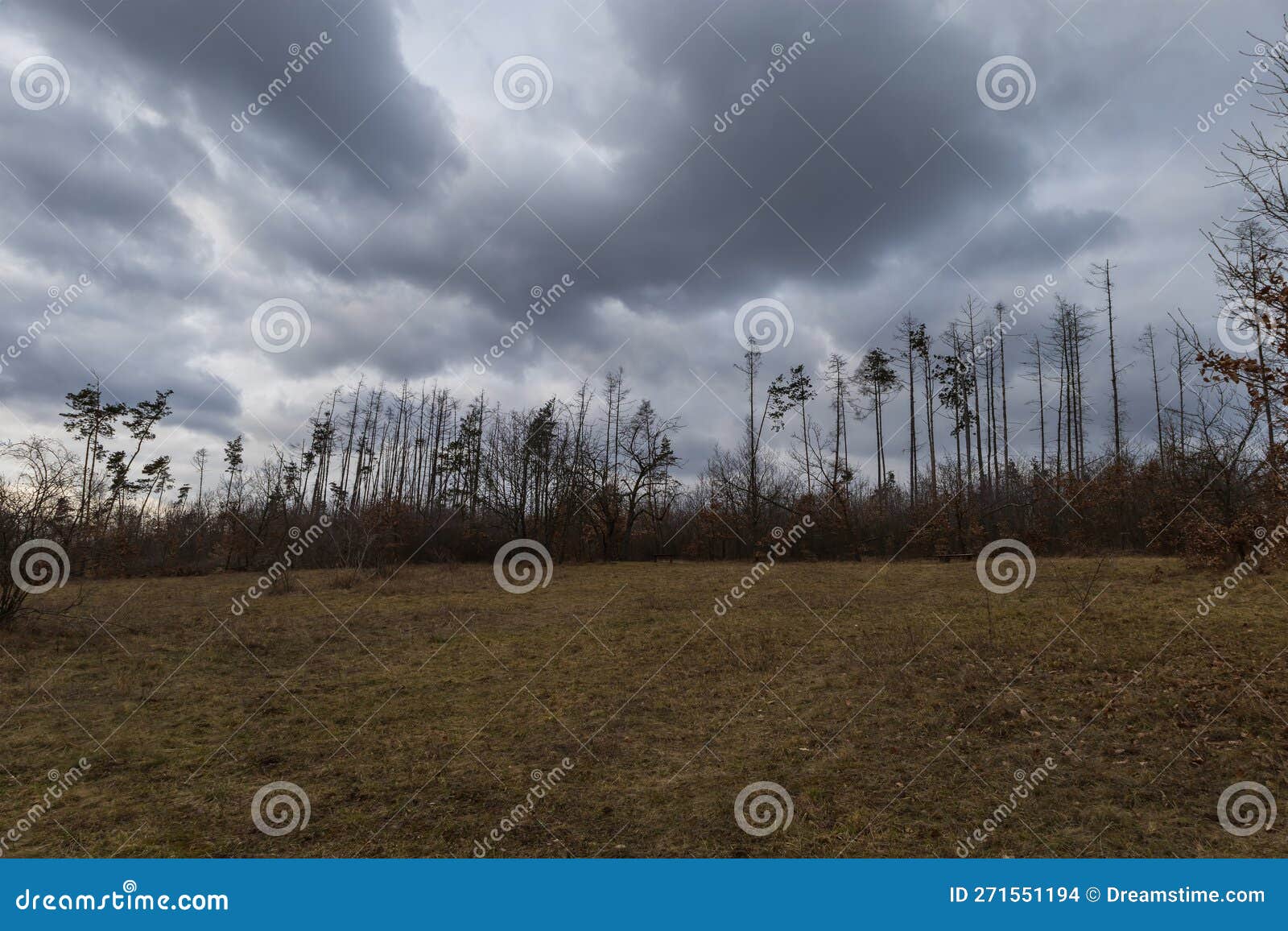 Forest Destroyed by Insects. Felling Trees and Clearing the Field Stock ...