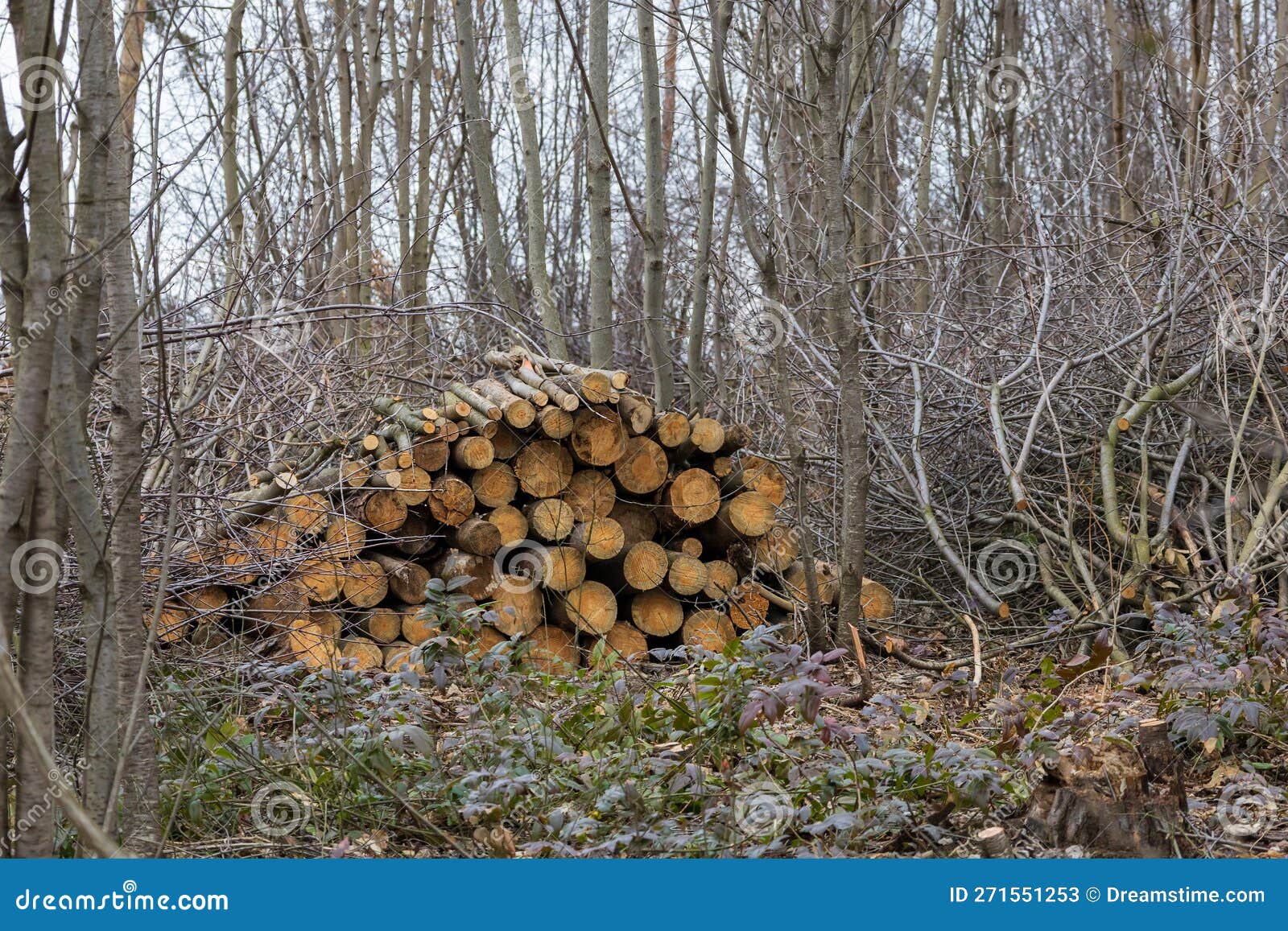 Forest Destroyed by Insects. Felling Trees and Clearing the Field Stock ...