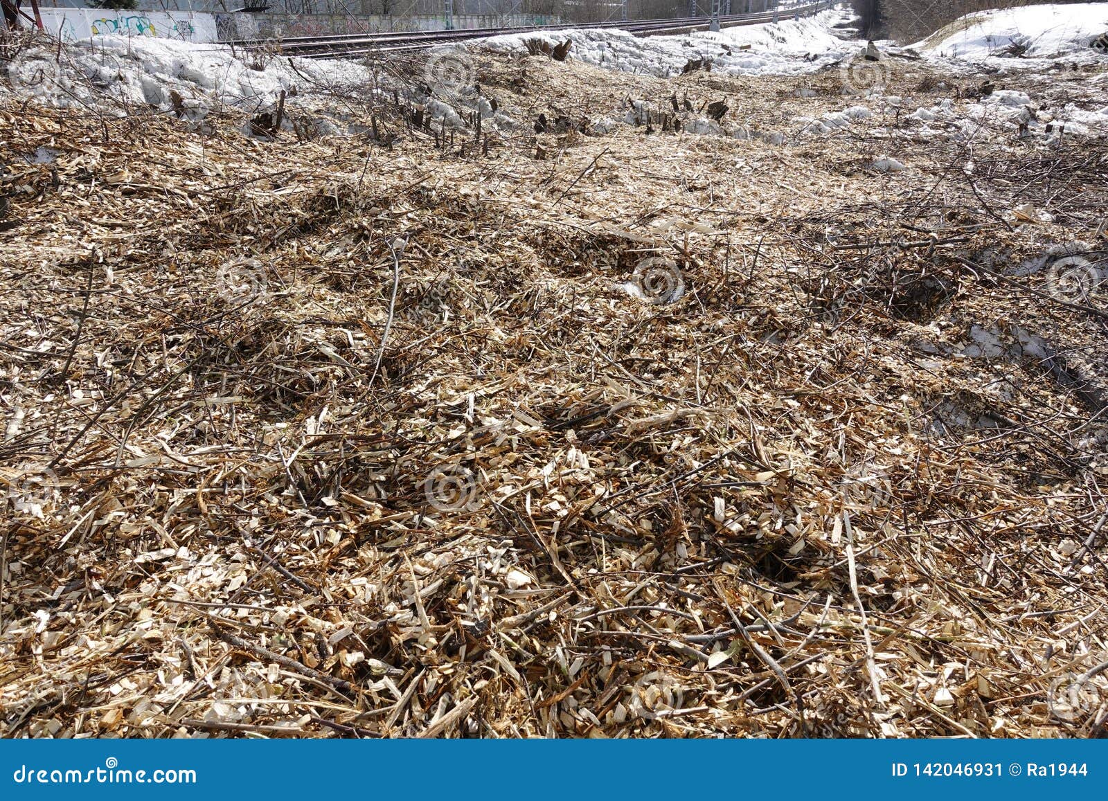 Forest is Destroyed by the Loggers. Empty Space without Trees with ...