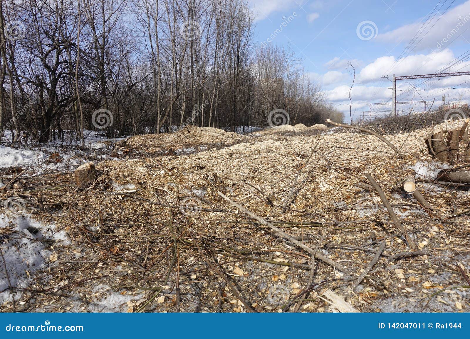Forest is Destroyed by the Loggers. Empty Space without Trees with ...
