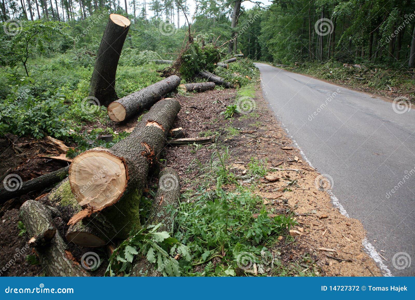 Forest destroyed by storm editorial photography. Image of destruction ...
