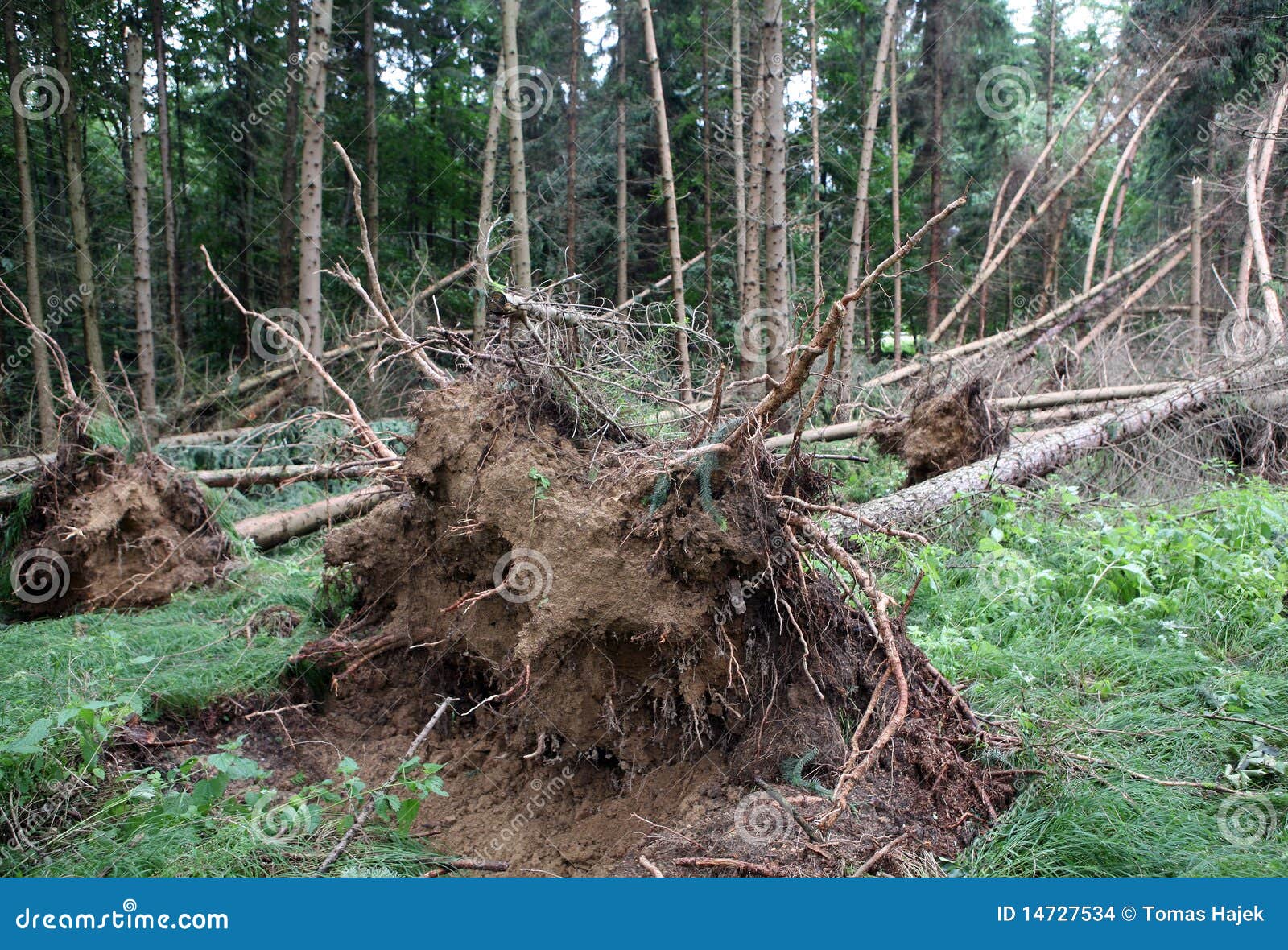 Forest destroyed by storm editorial stock image. Image of prohibition ...