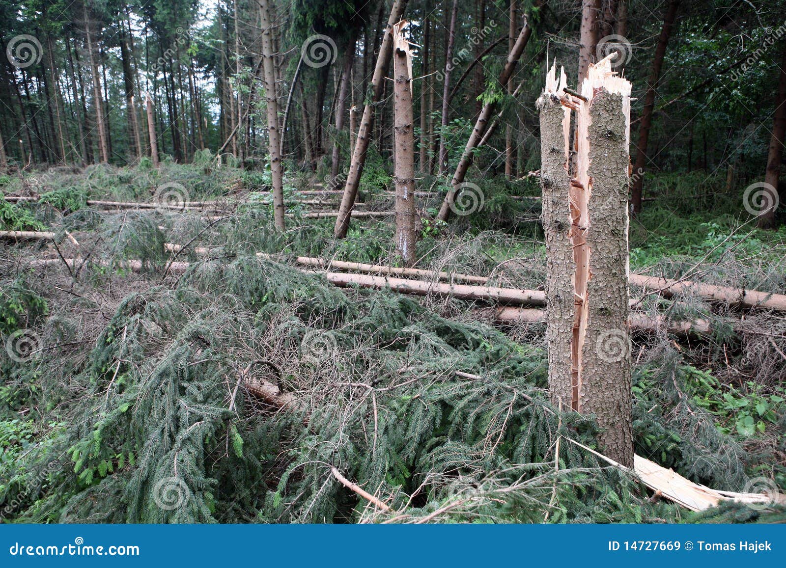 Forest destroyed by storm editorial stock image. Image of destruction ...