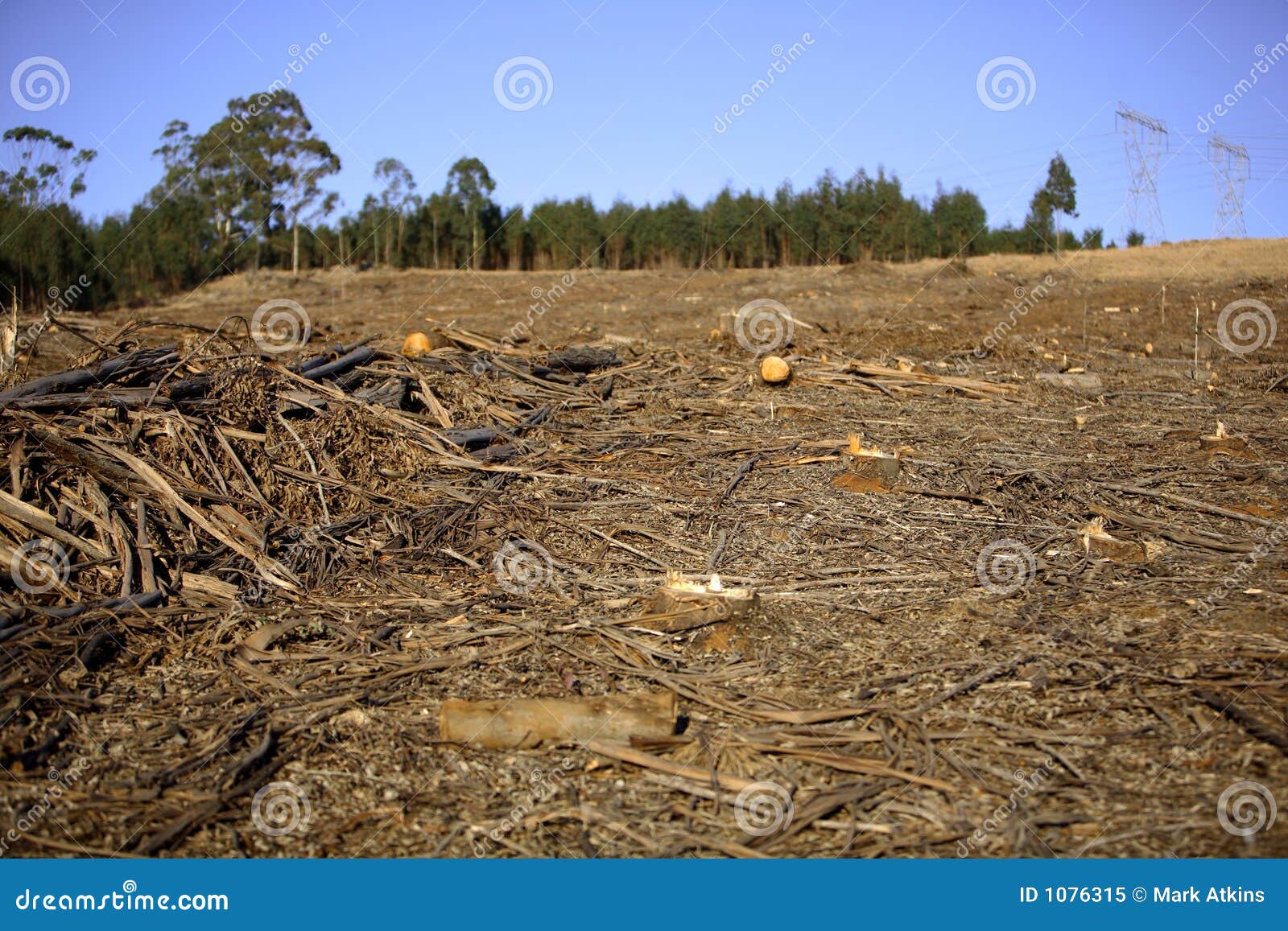 Forest Destruction stock image. Image of tree, dead, timber - 1076315