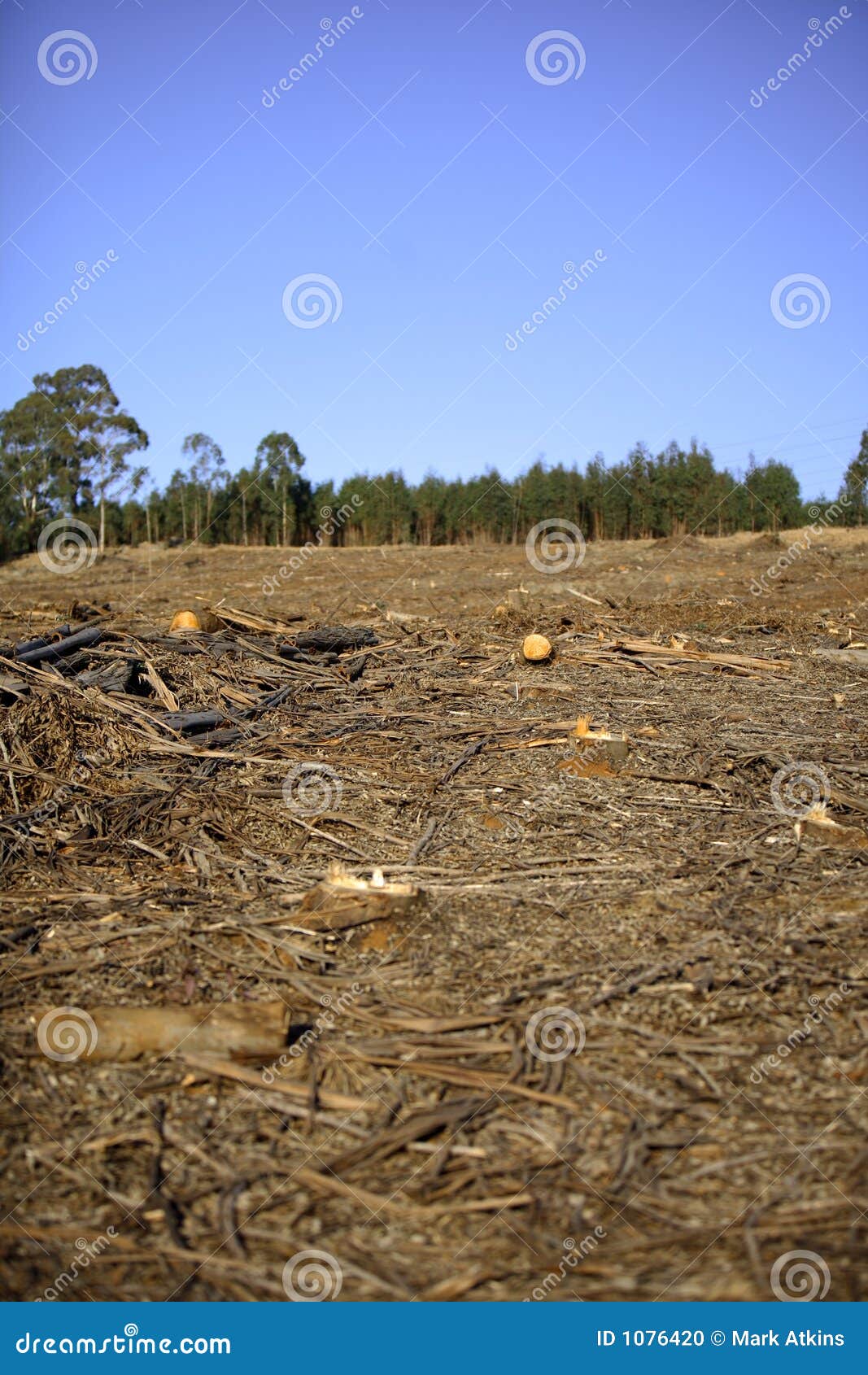 Forest Destruction stock photo. Image of outdoors, landscape - 1076420