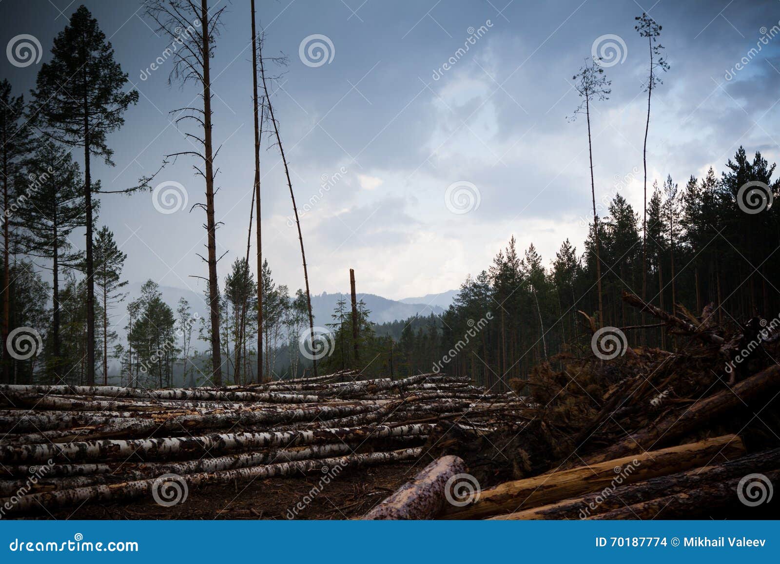 Forest destruction area stock photo. Image of agriculture - 70187774