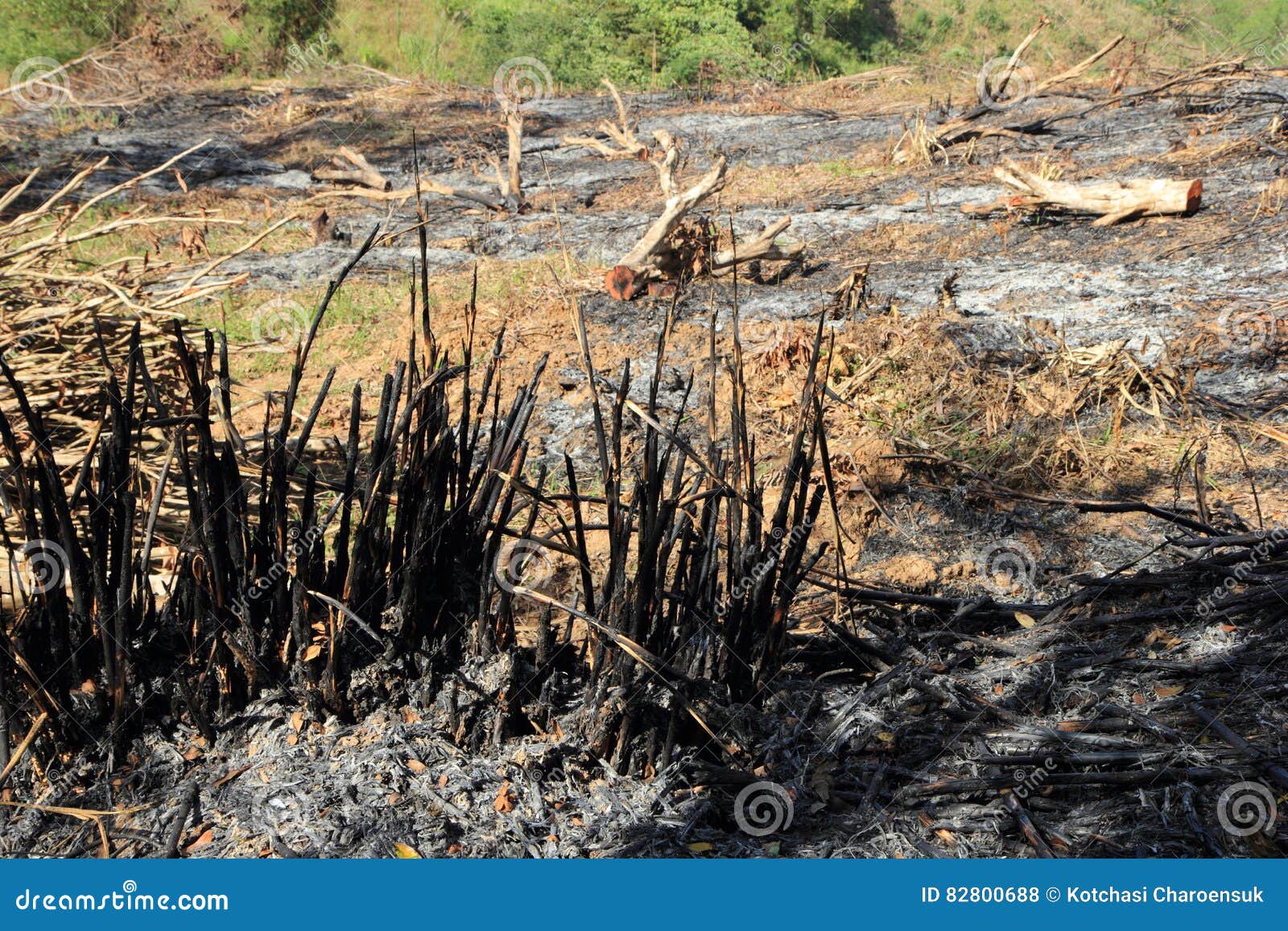 Forest destruction stock photo. Image of disaster, light - 82800688