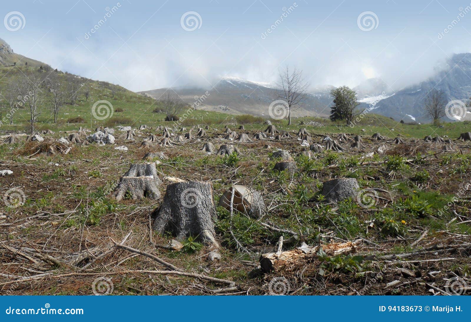 Forest destruction stock image. Image of climate, scene - 94183673