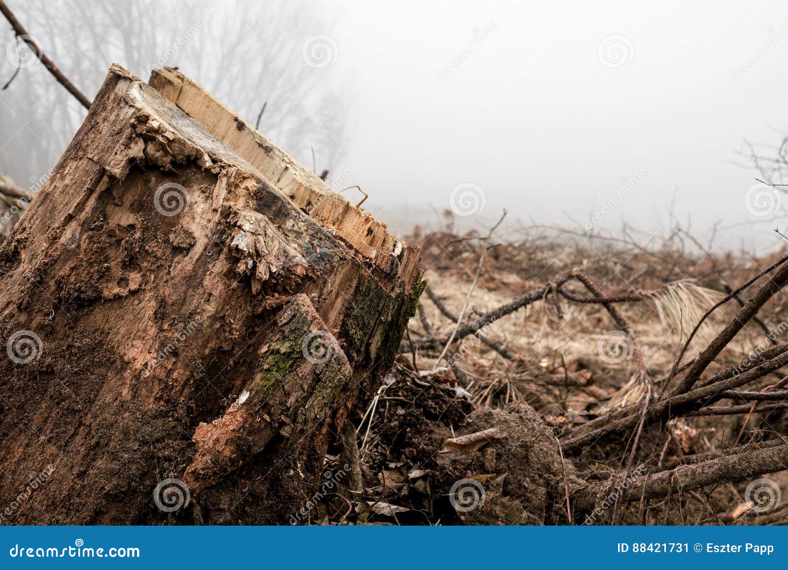Forest Destruction stock image. Image of forest, lumber - 88421731