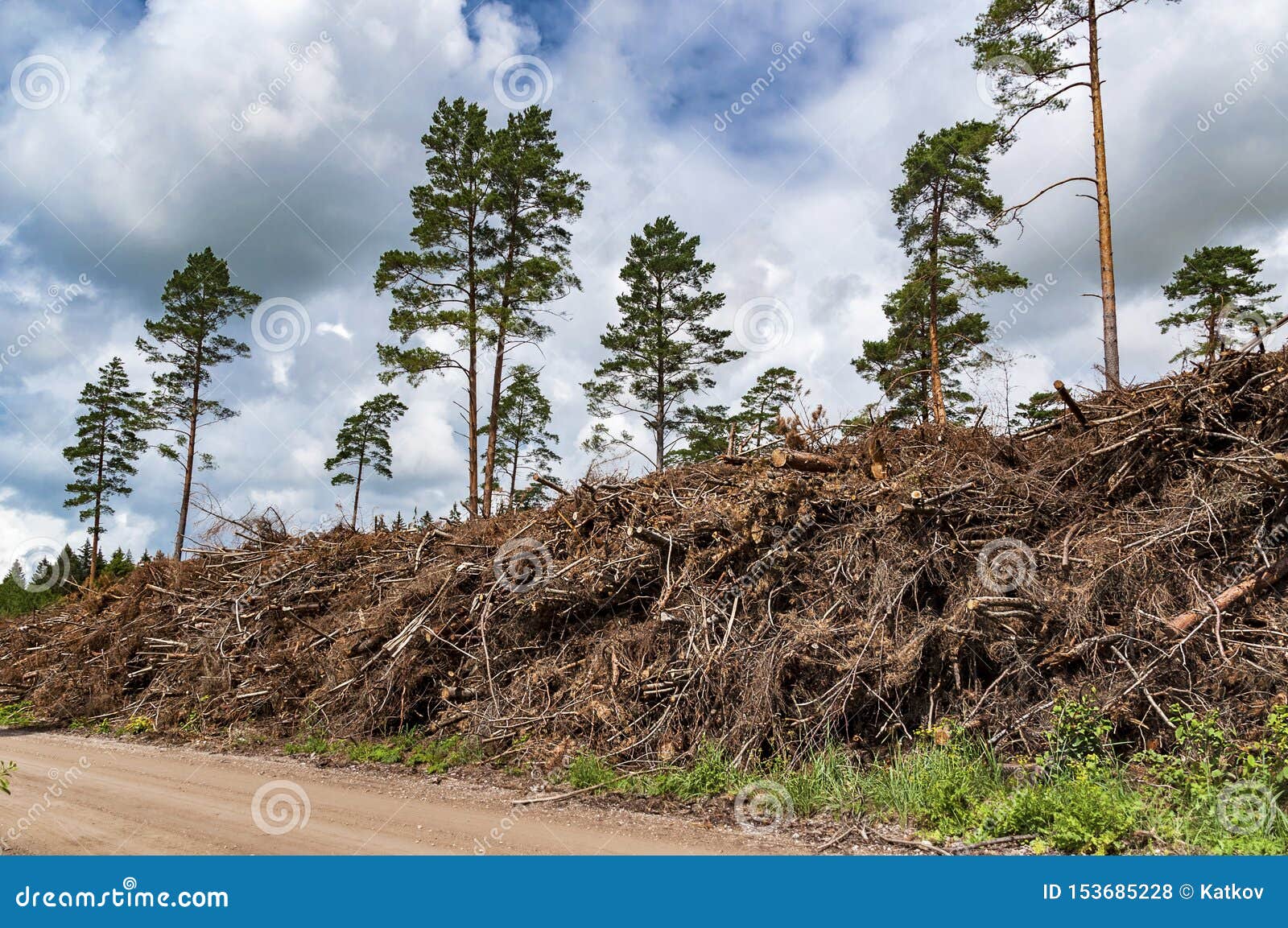 Forest Destruction. Deforestation, Timber Stock Photo - Image of ...