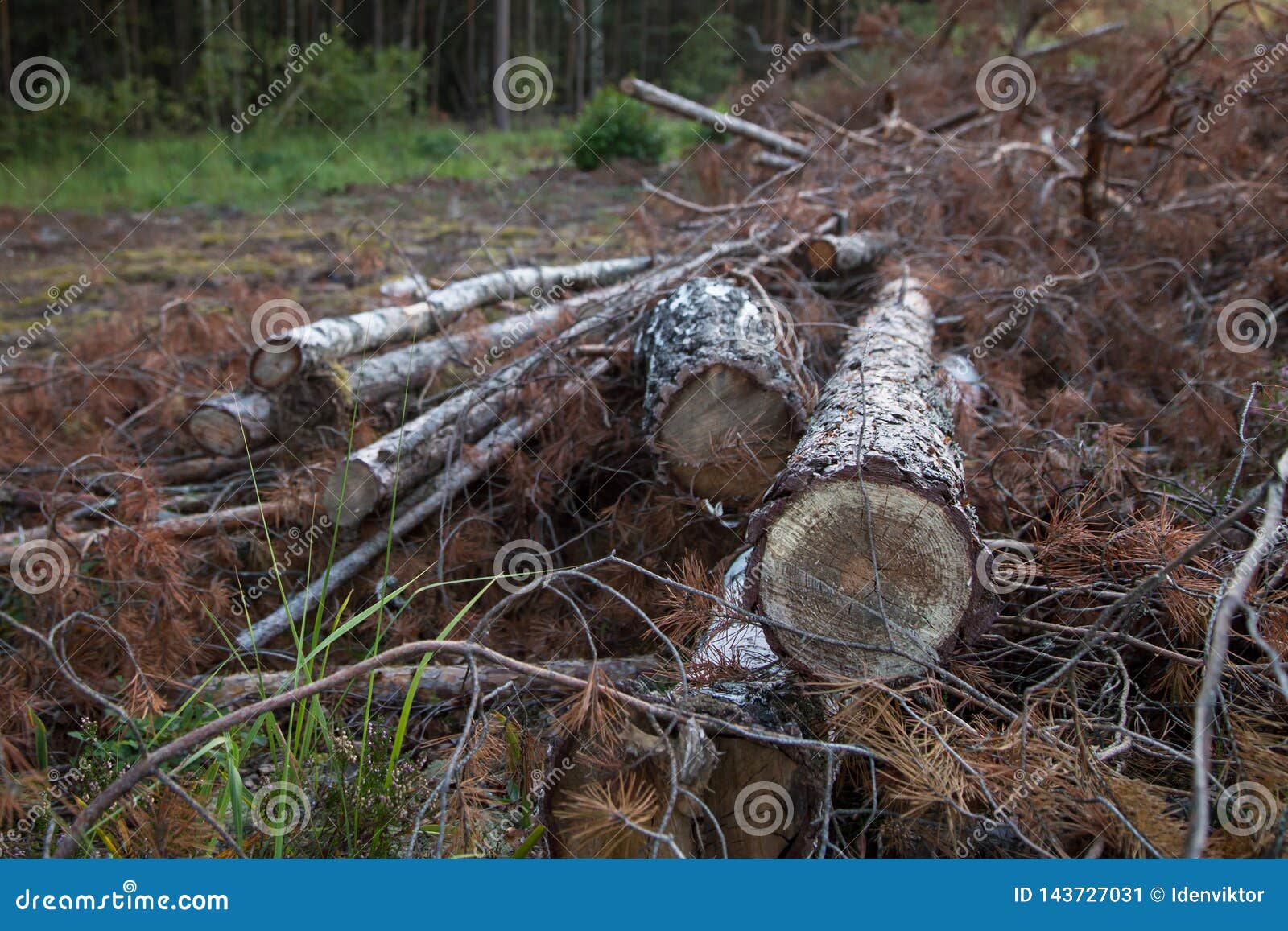 Forest Destruction. Deforestation, Timber Stock Image - Image of trees ...