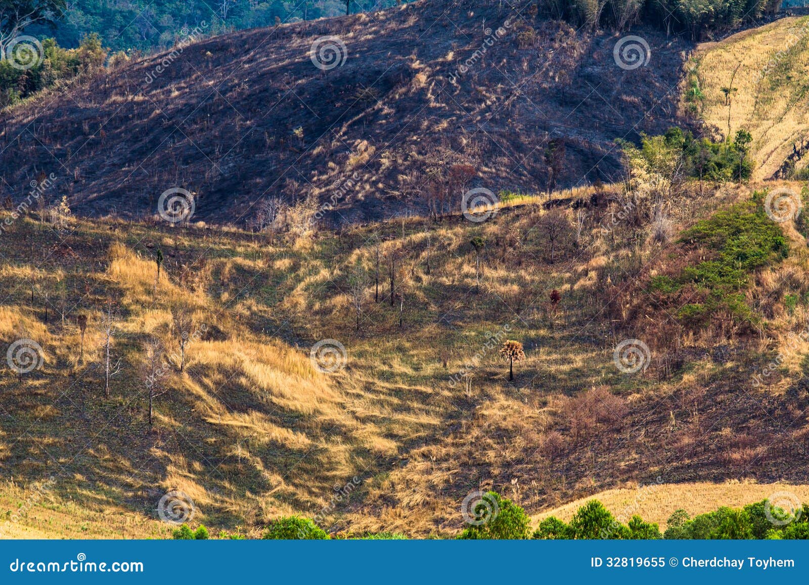 Forest Destruction on the Mountain Stock Image - Image of environment ...