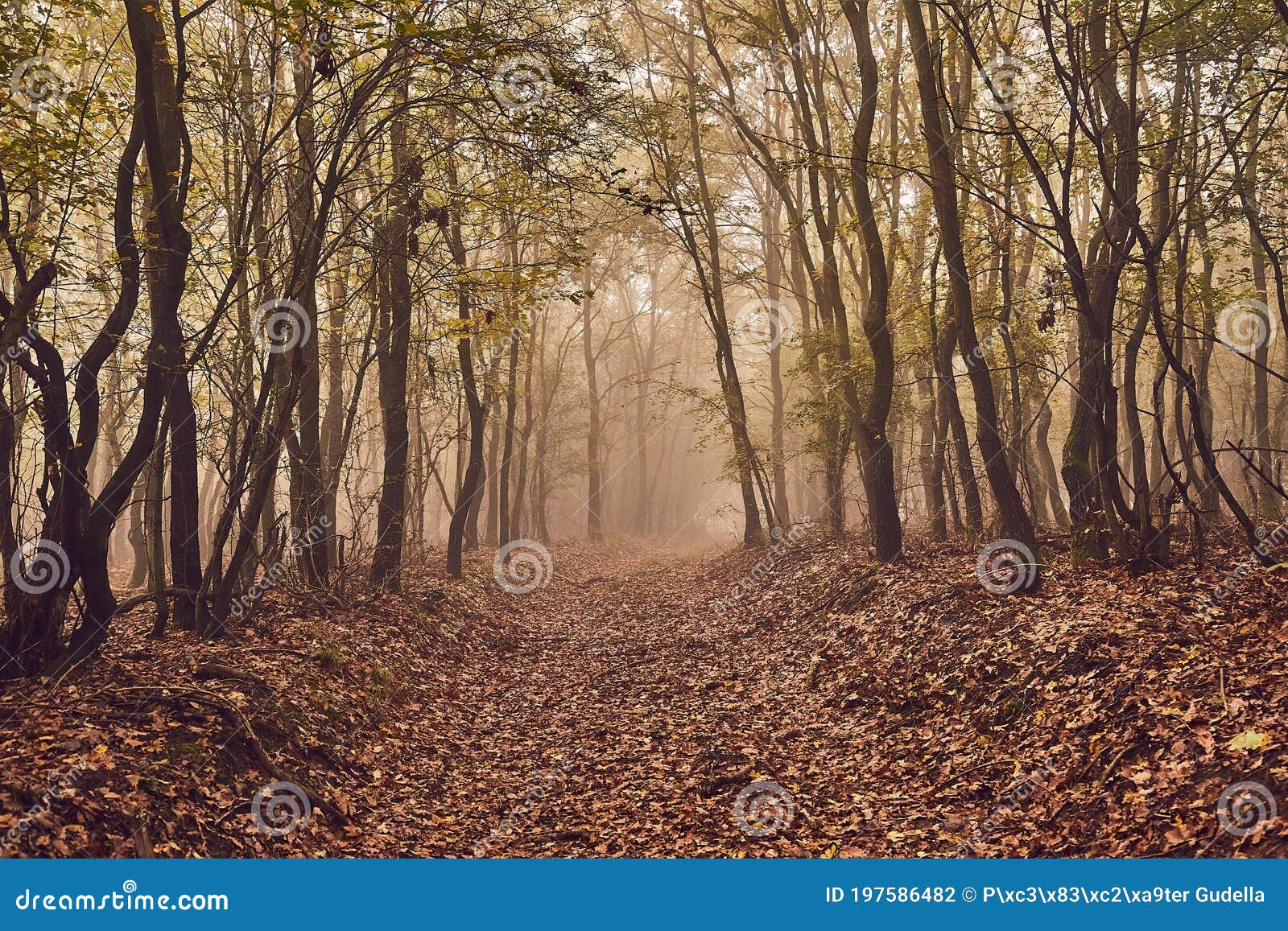 Forest path in mist stock photo. Image of excursion - 197586482