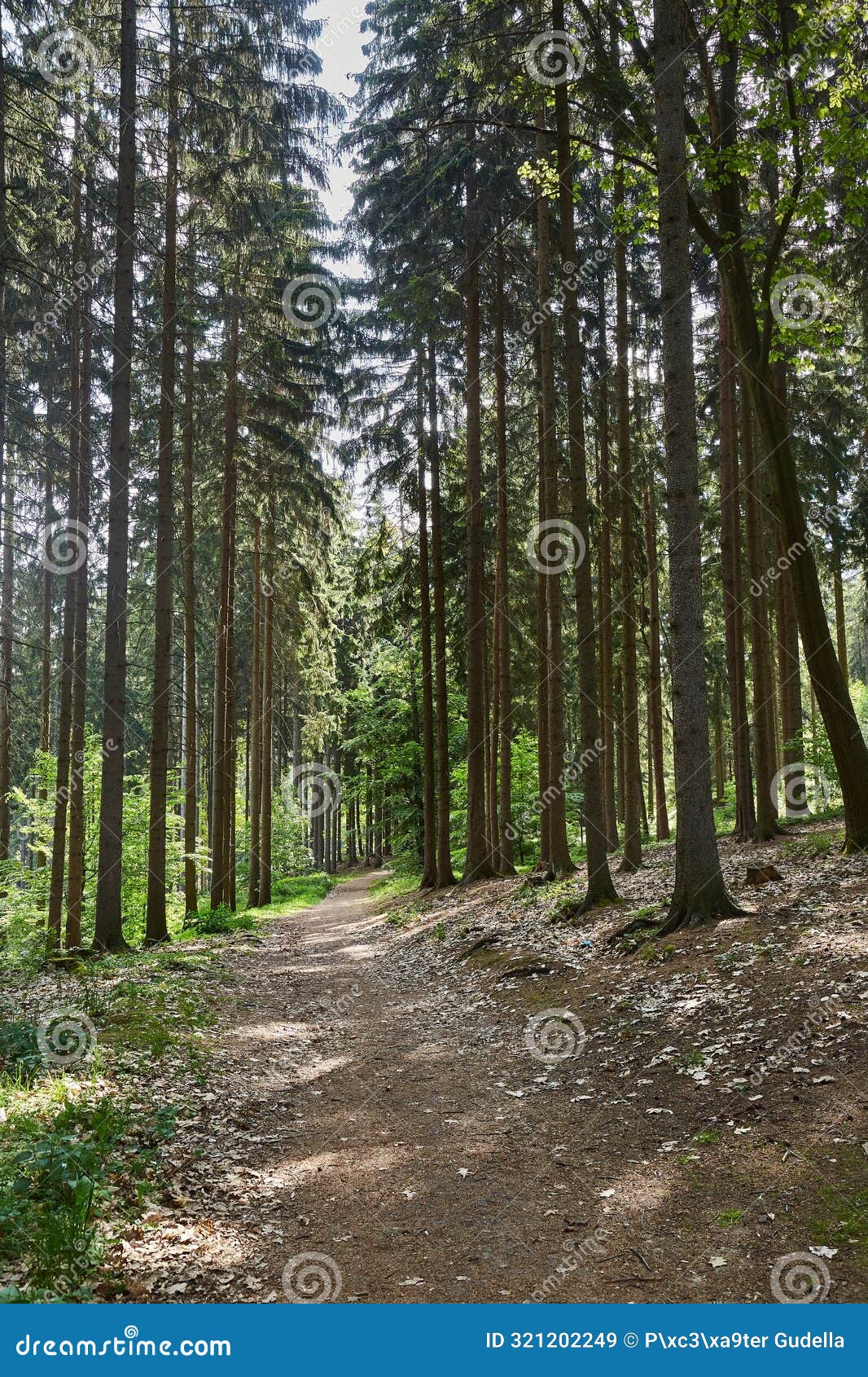 Forest walking route stock image. Image of route, wood - 321202249
