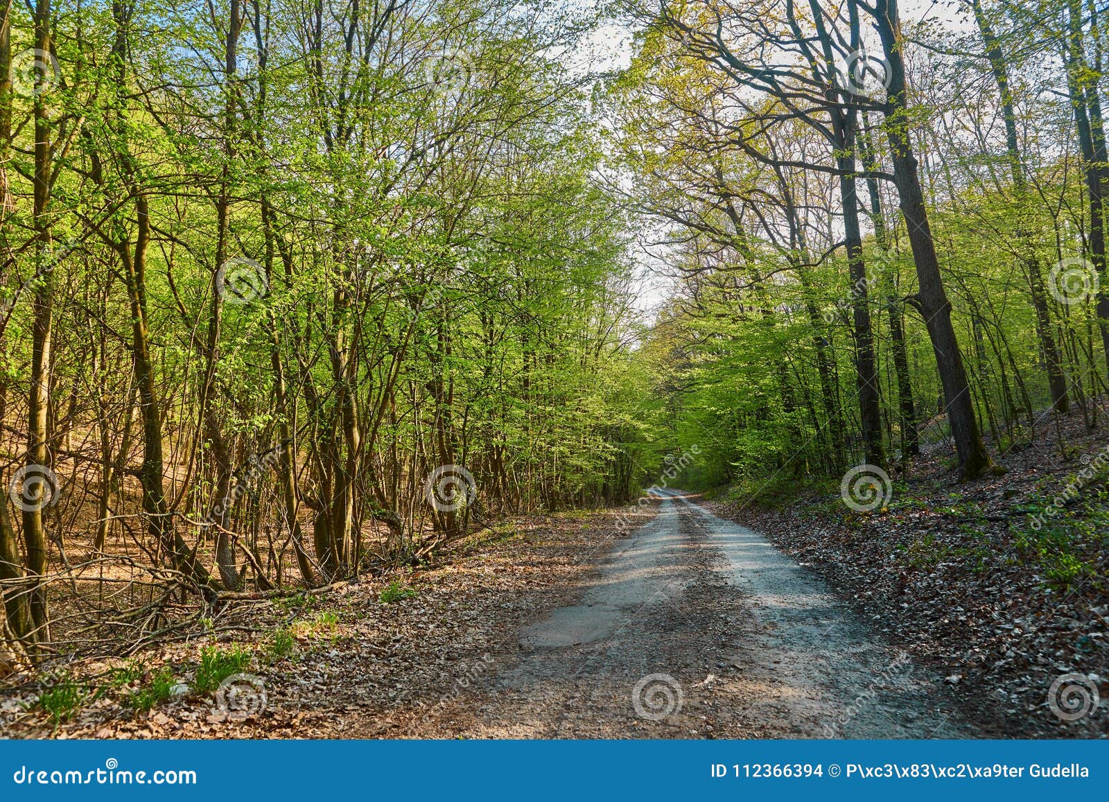 Forest walking route stock photo. Image of conservation - 112366394