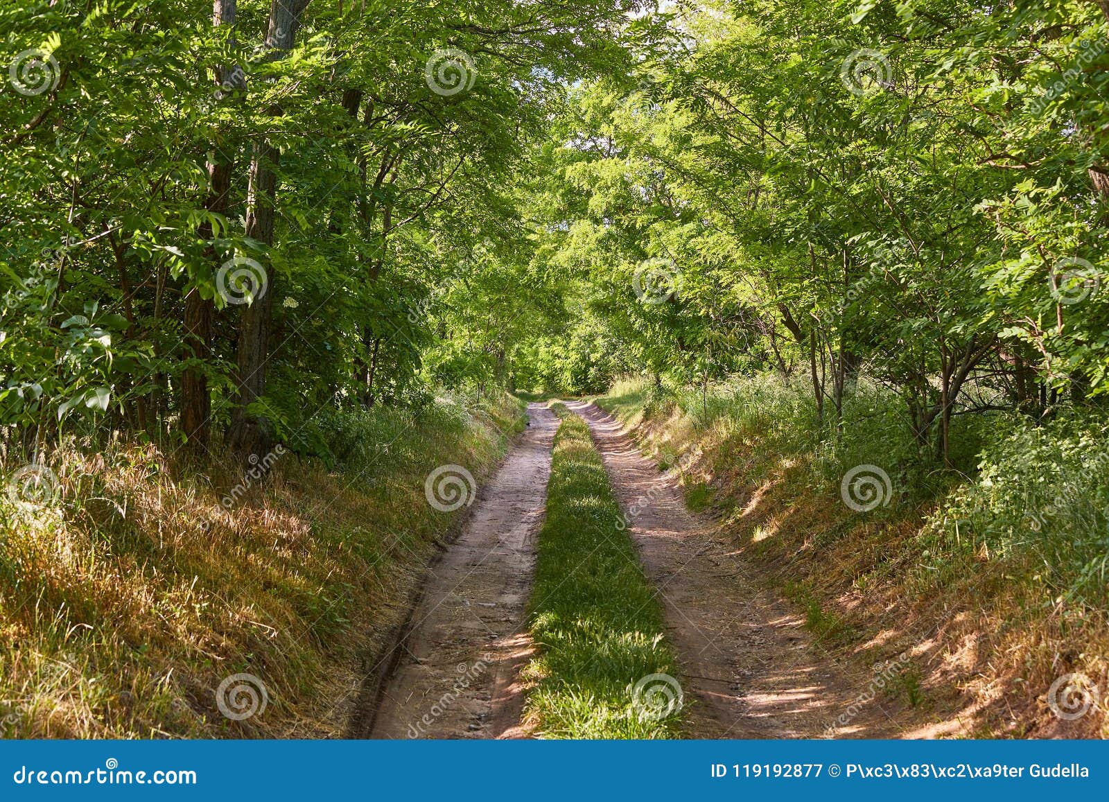 Forest walking route stock image. Image of leaves, light - 119192877