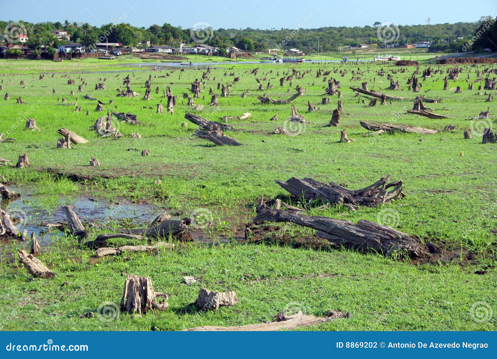 Forest Devastated National Park Stock Photo | CartoonDealer.com #82291416