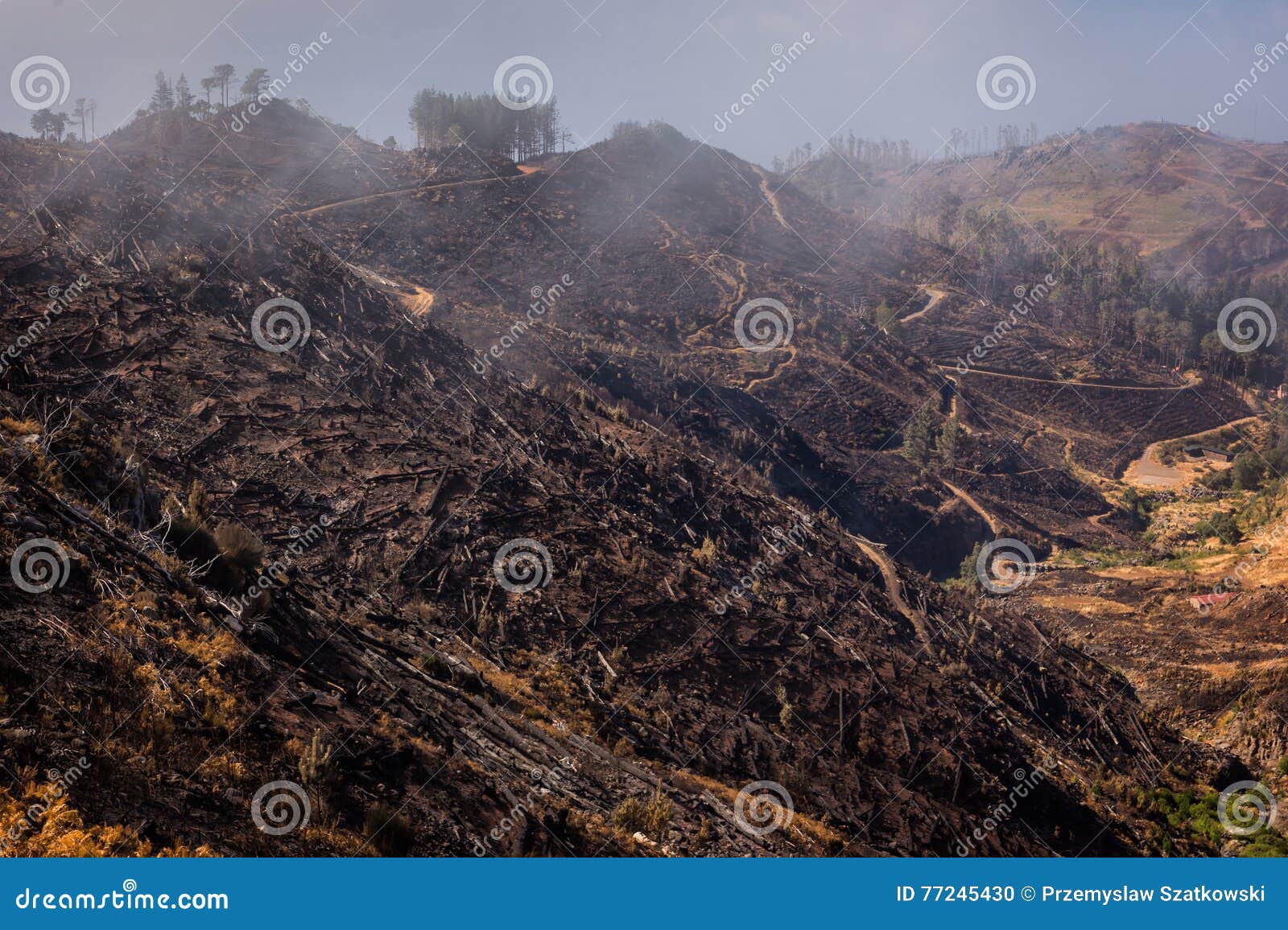 Forest Devastated by Fire in the Mountains Stock Photo - Image of ...