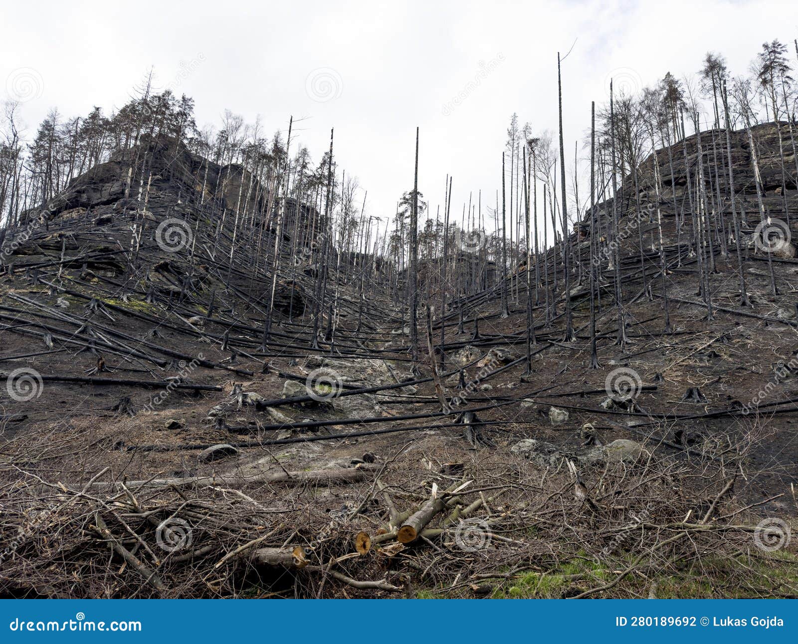 Forest after a Devastating Fire Stock Photo - Image of fire, branch ...
