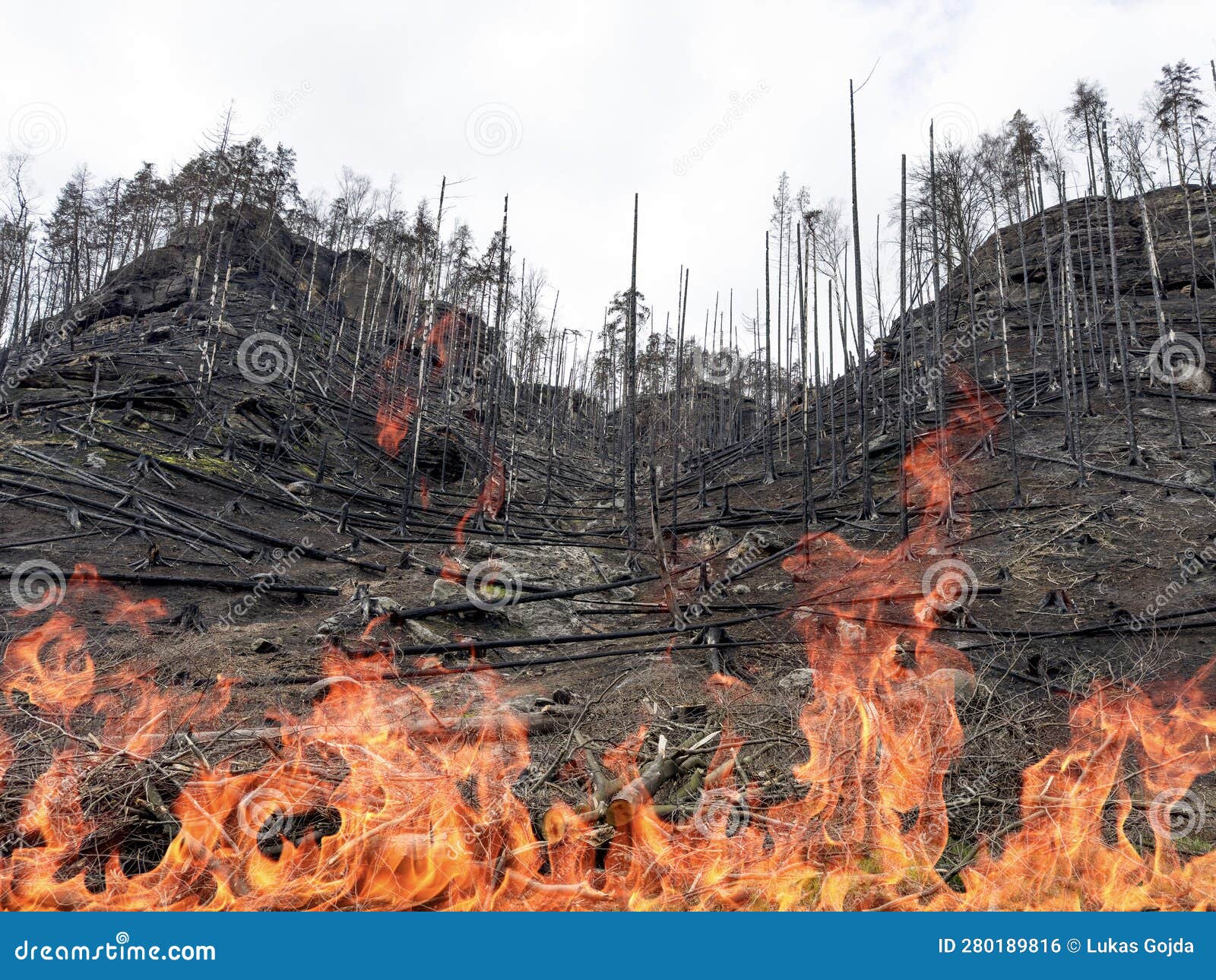 Forest after a Devastating Fire Stock Photo - Image of catastrophe ...