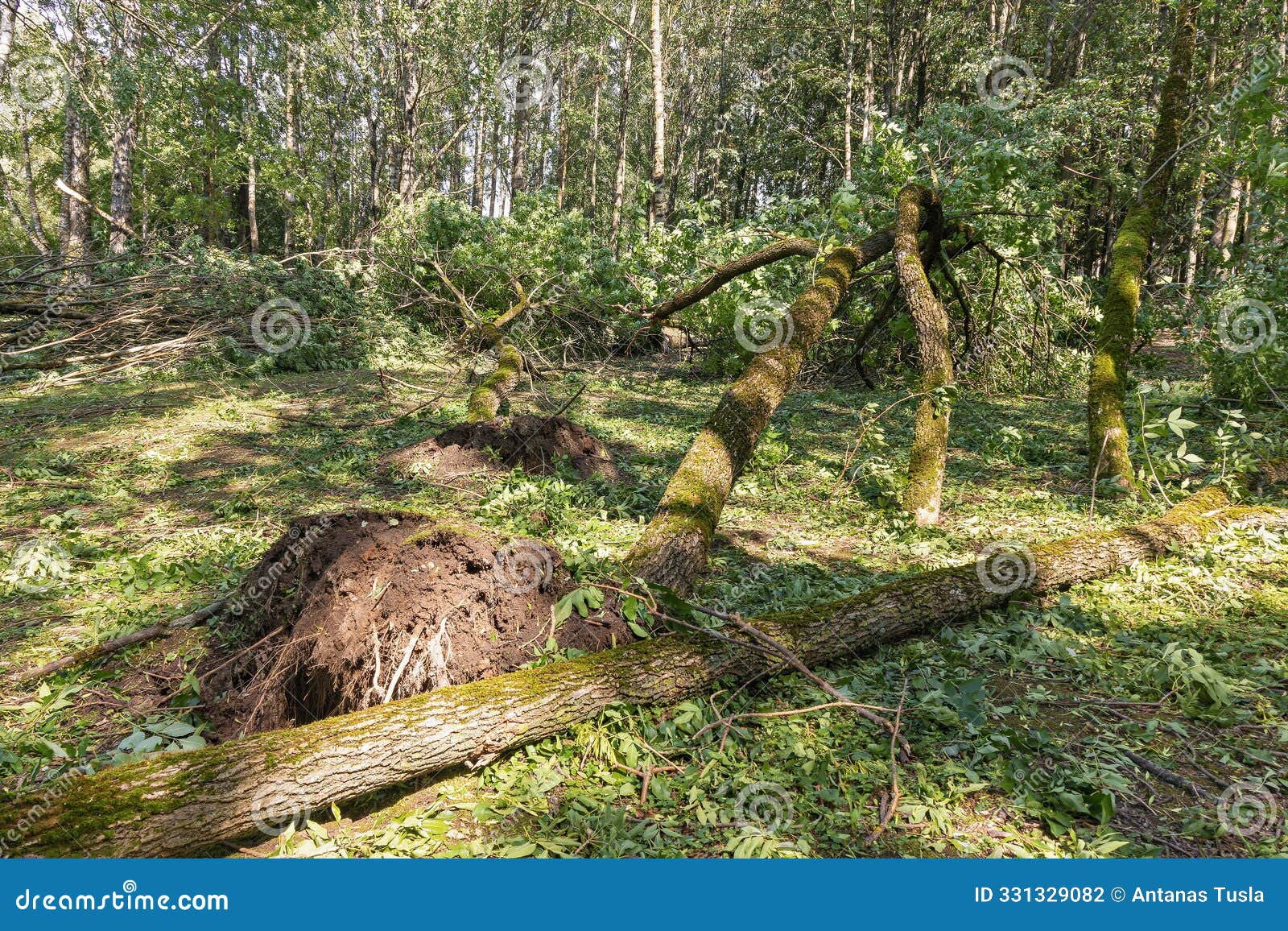 Forest Devastation after a Powerful Storm with Uprooted Trees and ...