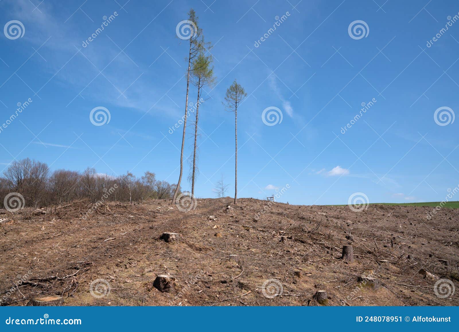 Forest Dieback, Cleared Forest in Germany Stock Image - Image of ...